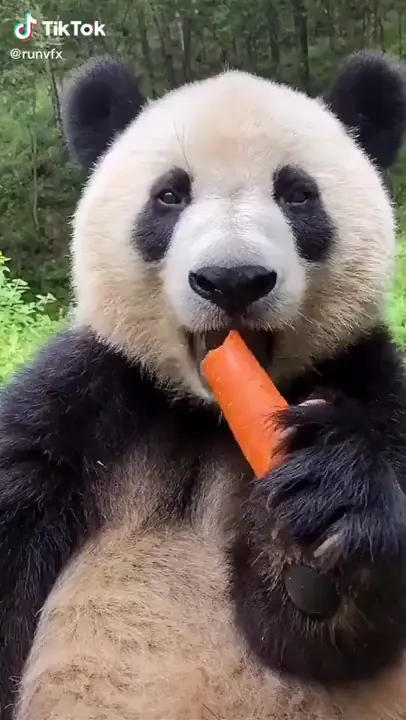 Cute Panda eating a carrot | Scrolller