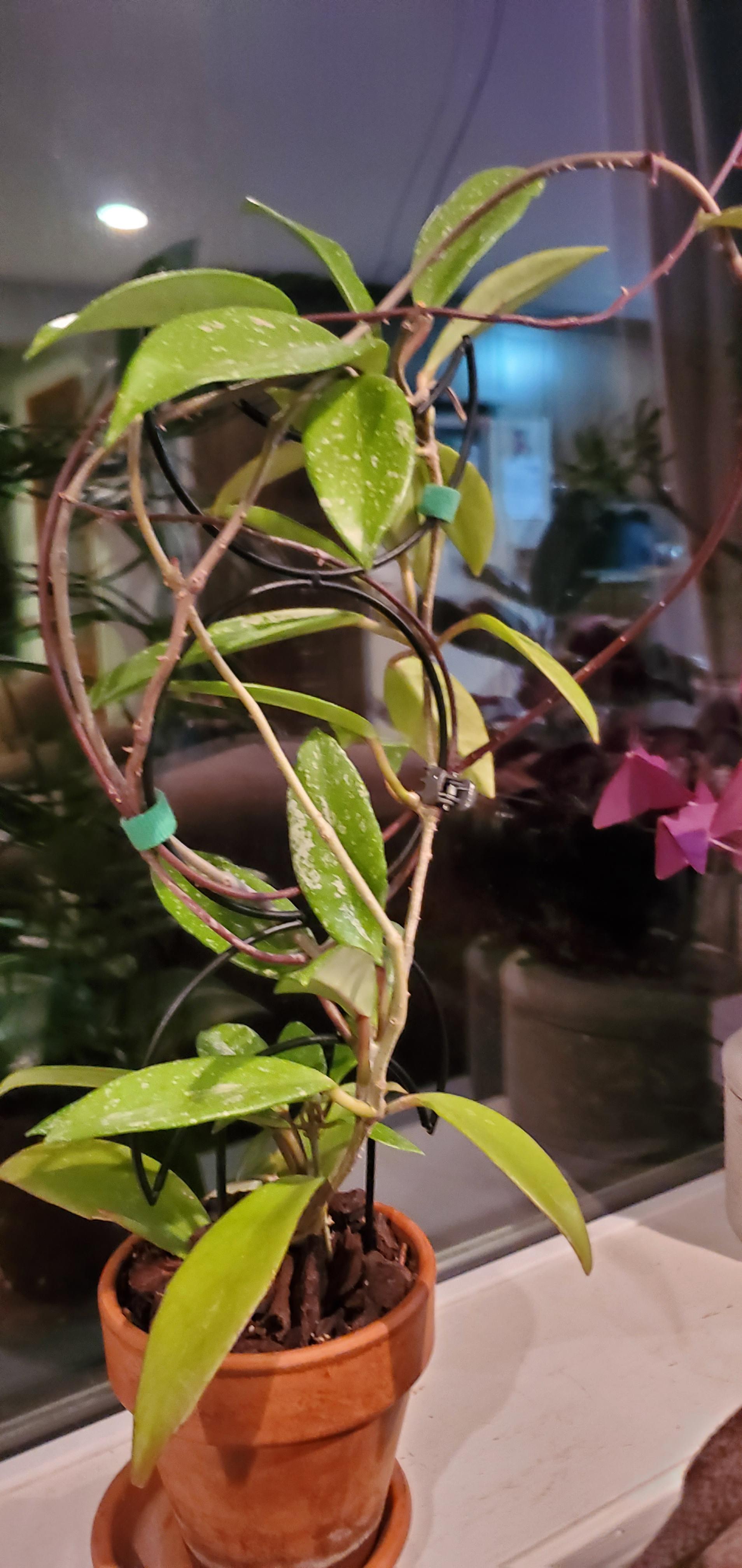 Stunted blooms? | Scrolller