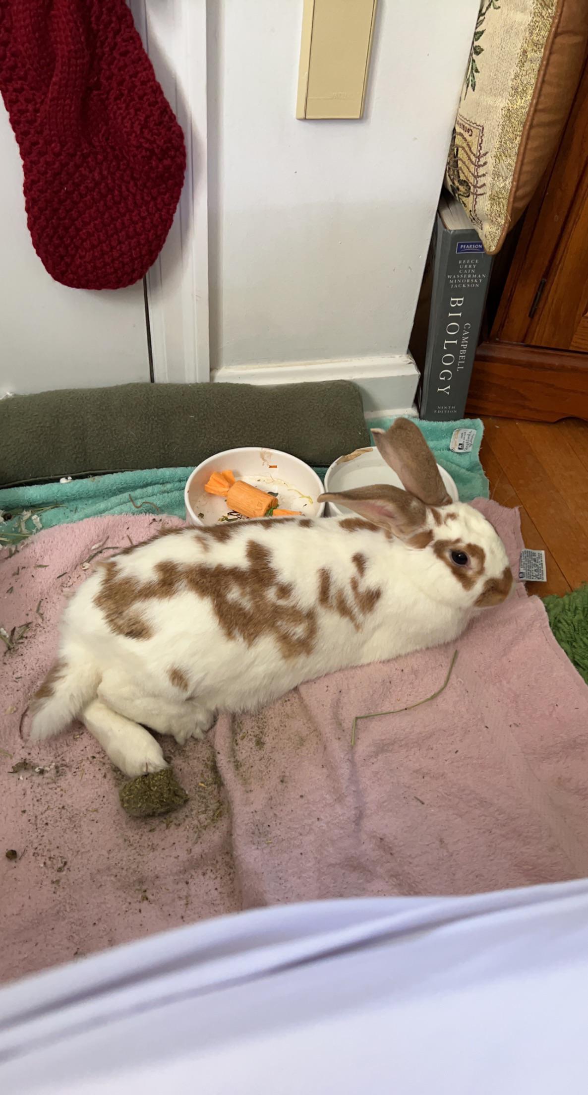 Breed ID | Scrolller