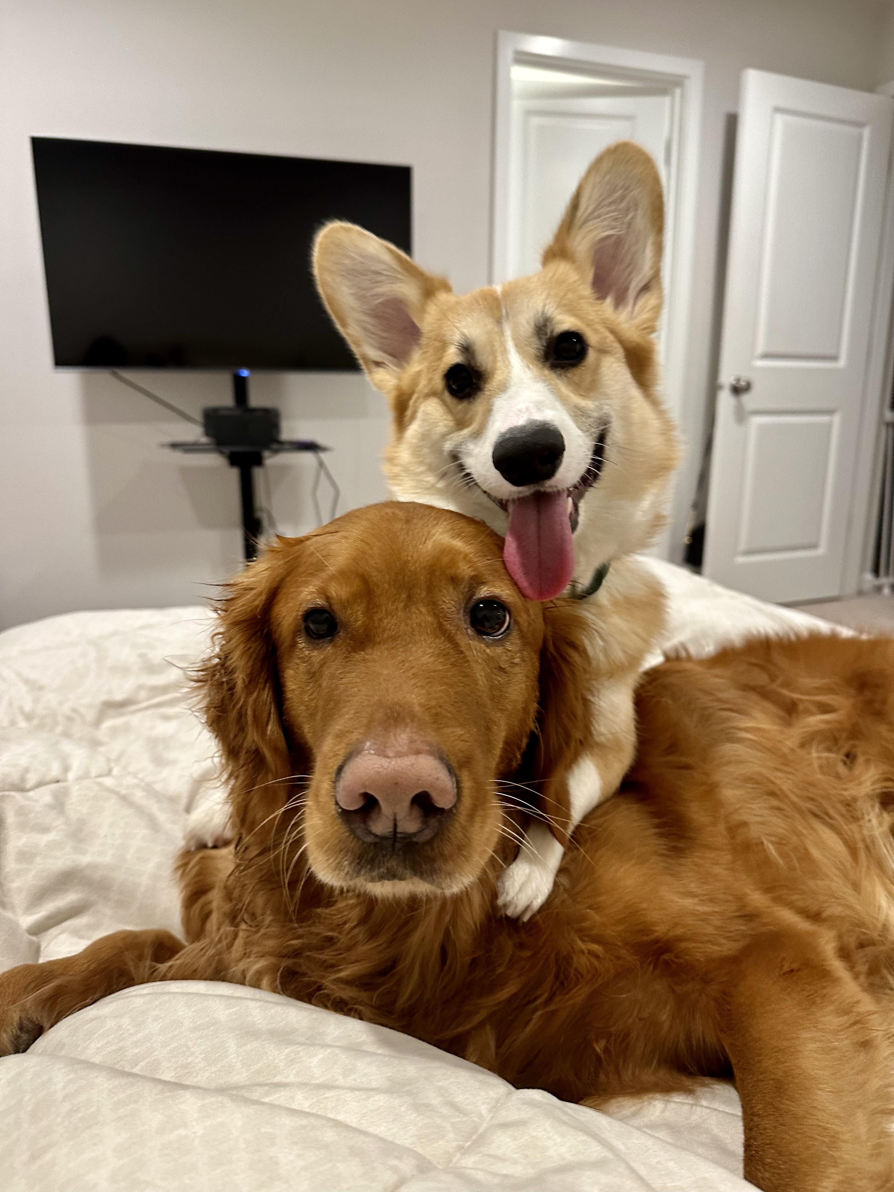 Discover more like Corgi: A Corgi and his best friend and Related Content | Scrolller