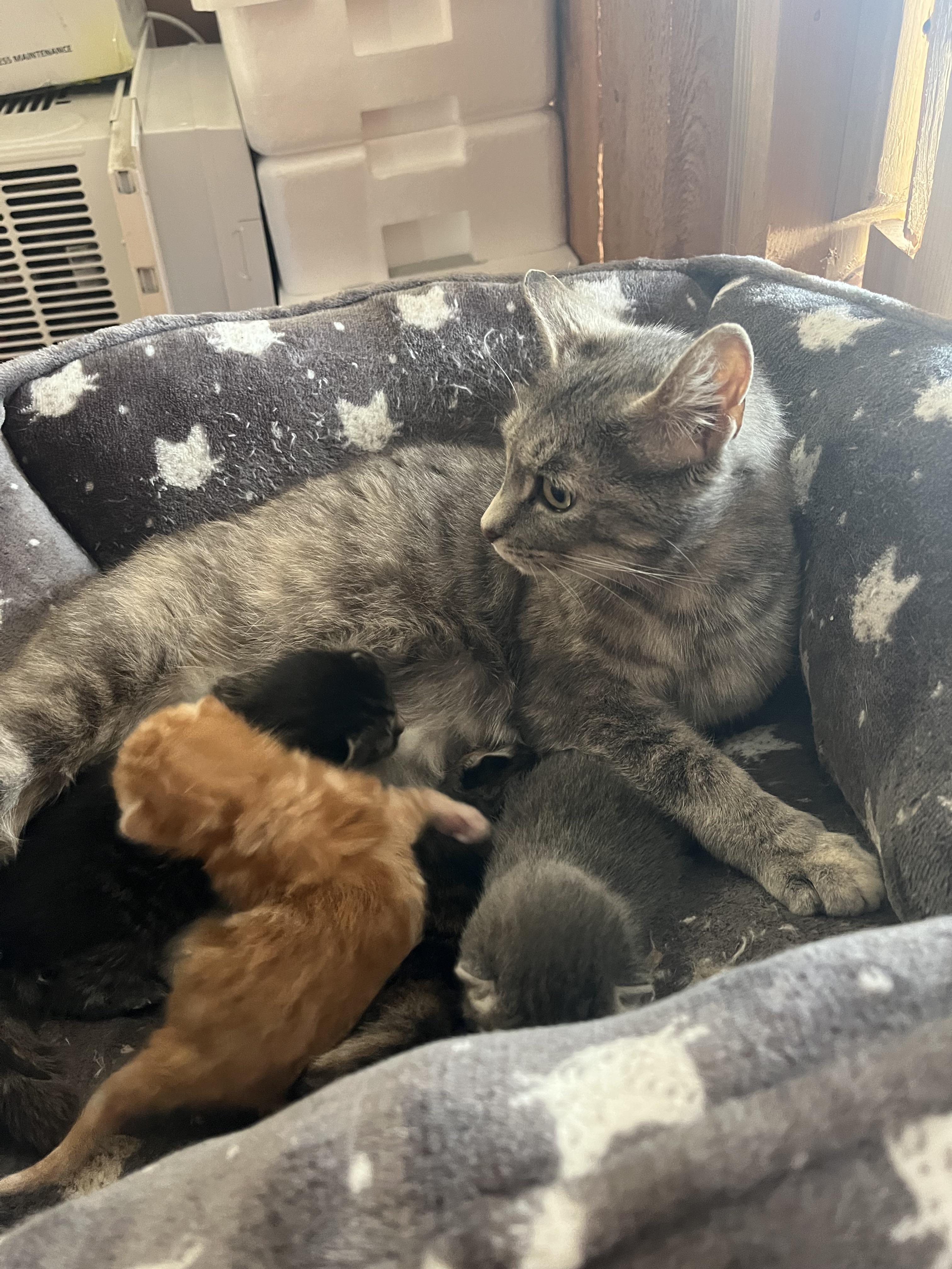 A stray had kittens in my friends garage! | Scrolller