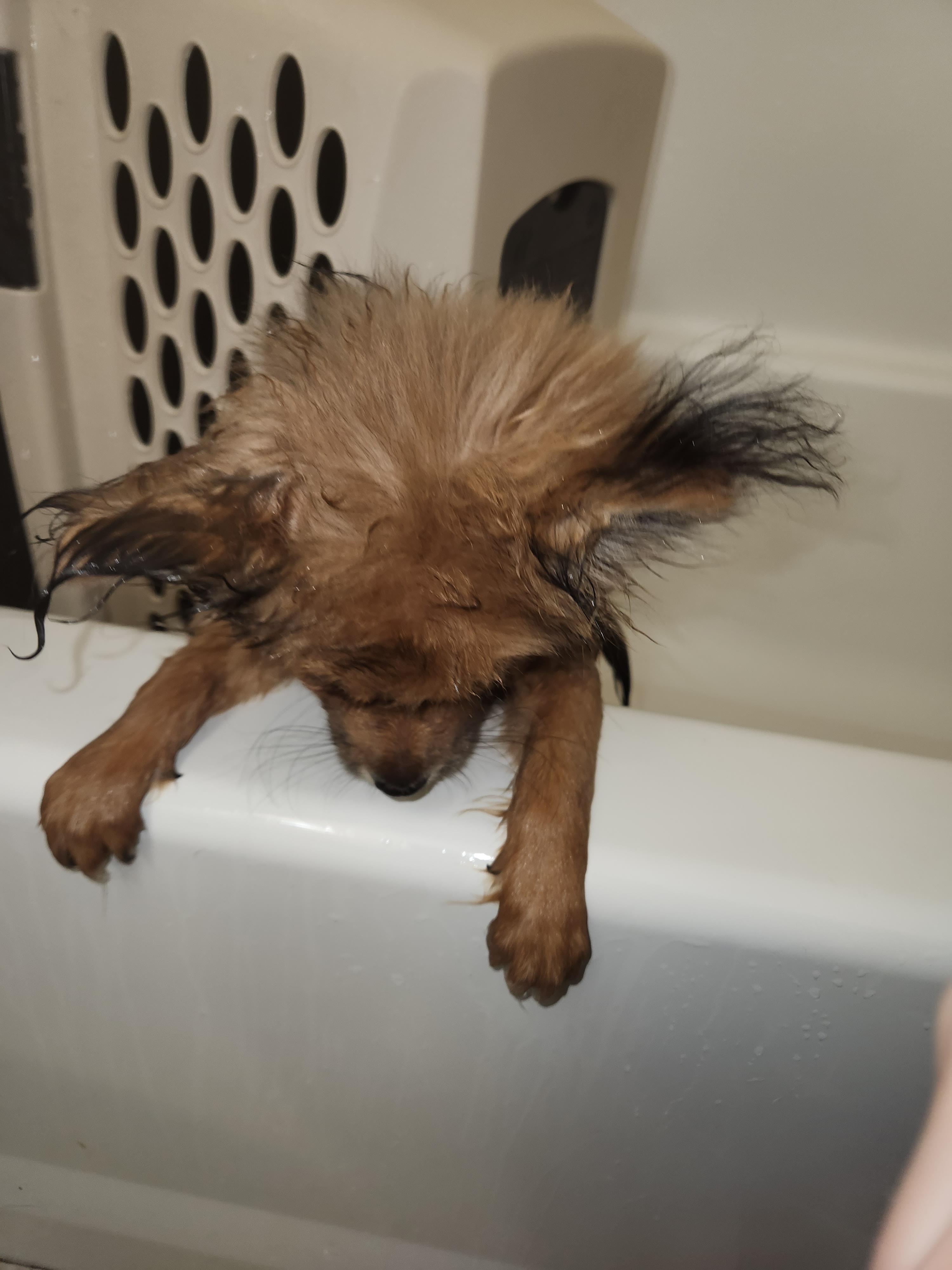 Bathtime for dipper | Scrolller