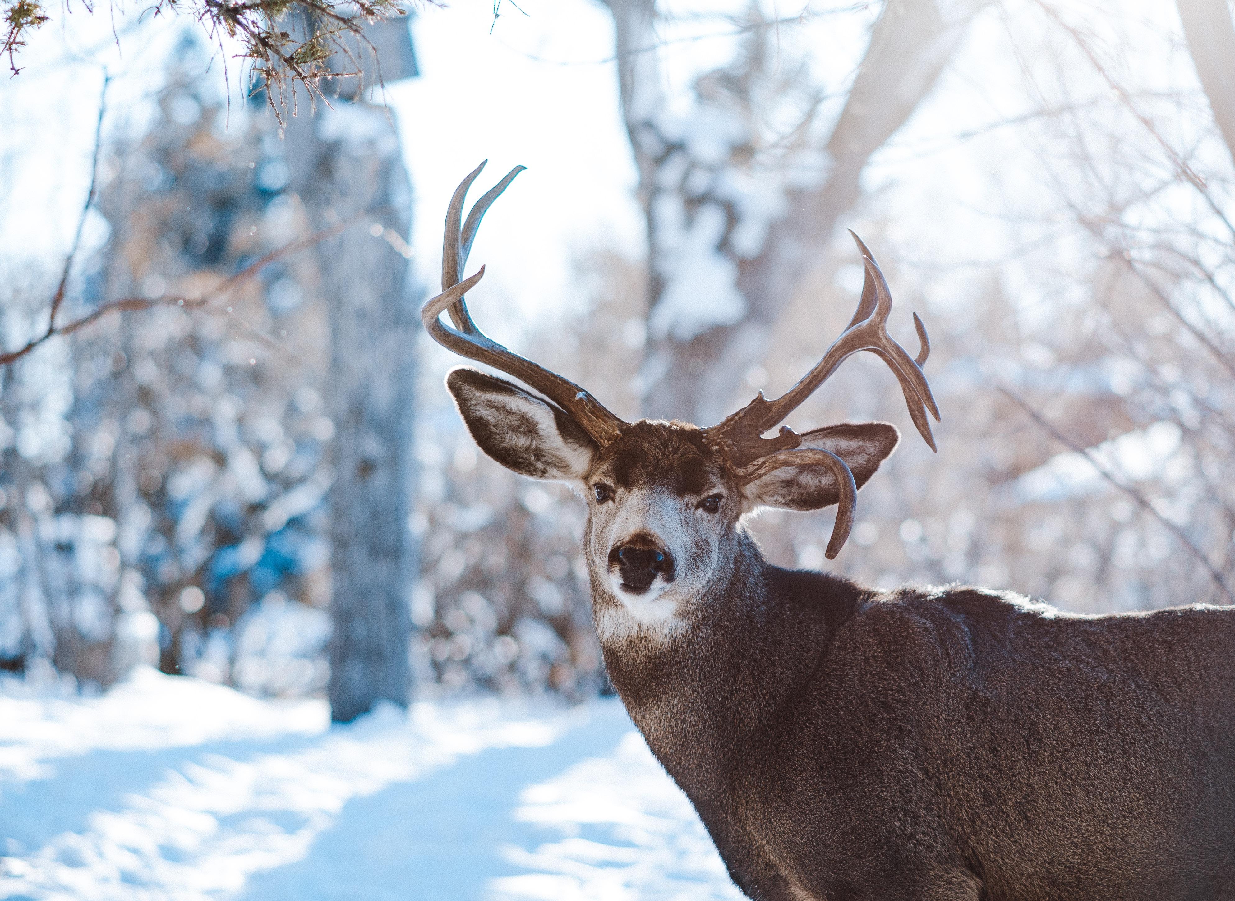 I’ve been eyeing up this guy for awhile now and finally captured him with my camera! | Scrolller