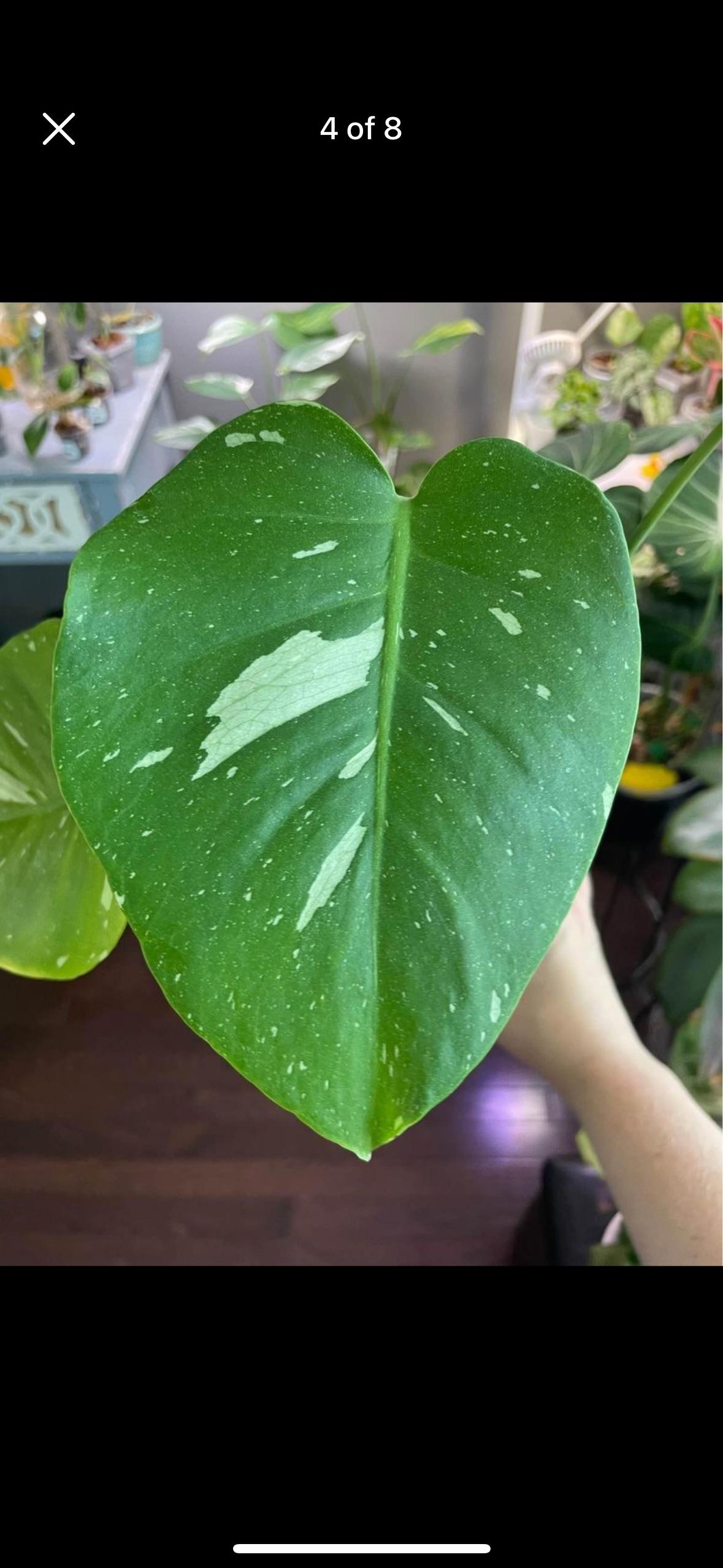 Thai Constellation vs Swiss Cheese | Scrolller