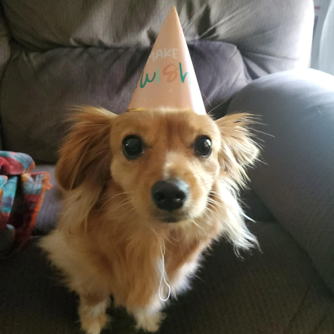 HAPPY 2ND BIRTHDAY BELLA BEAN! | Scrolller