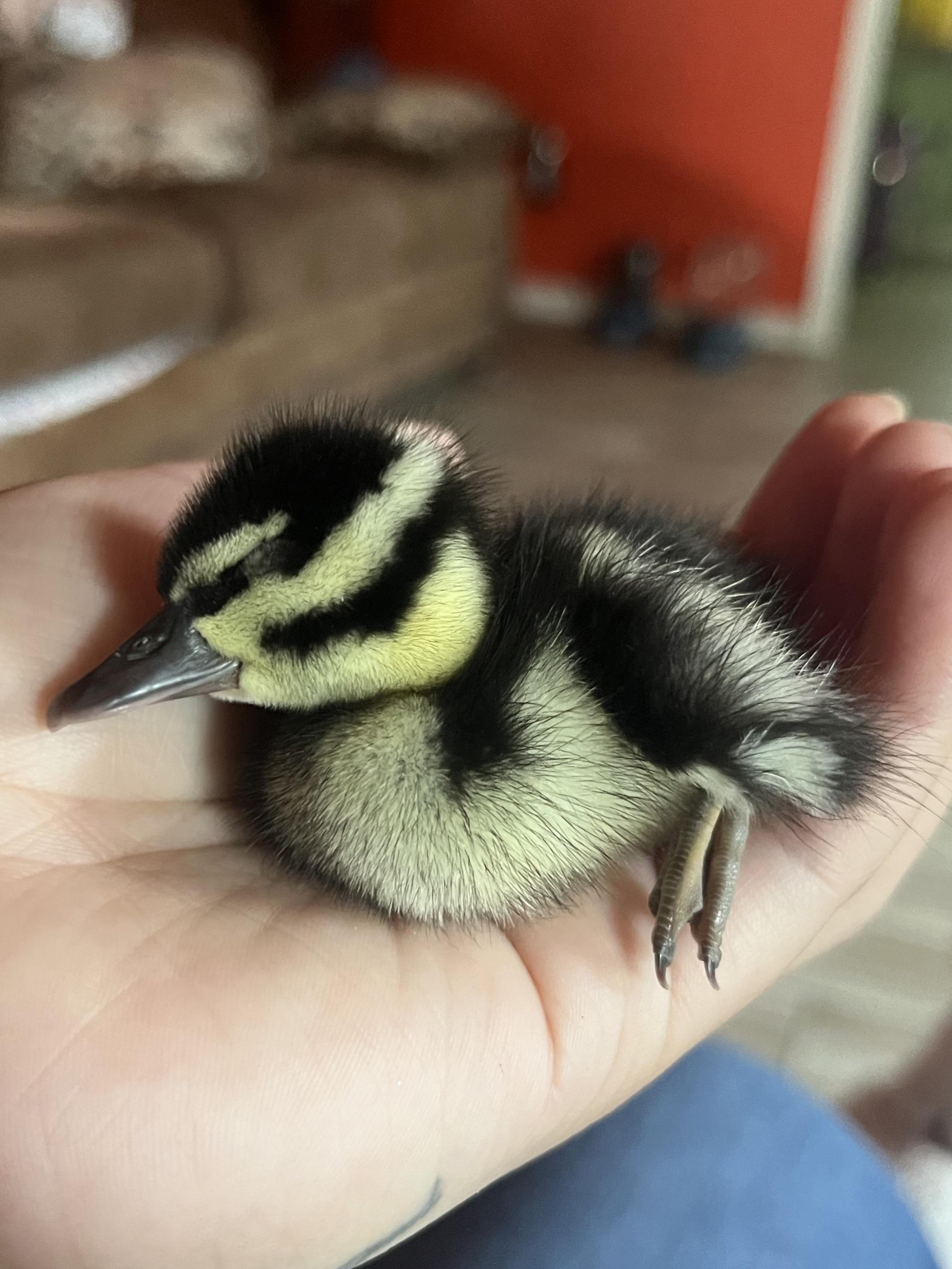 What do baby ducks eat? | Scrolller