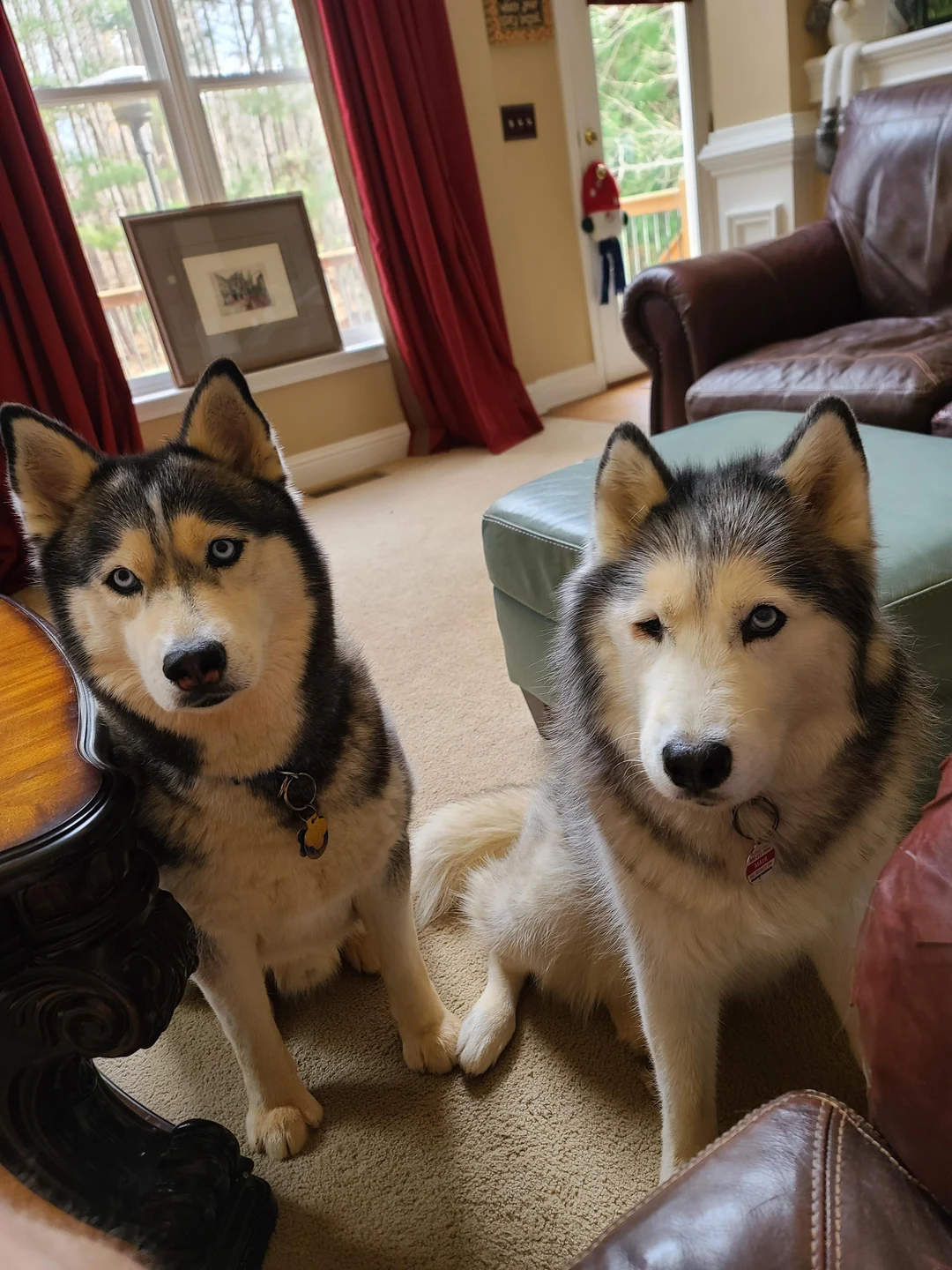 First post may as well be my huskies | Scrolller