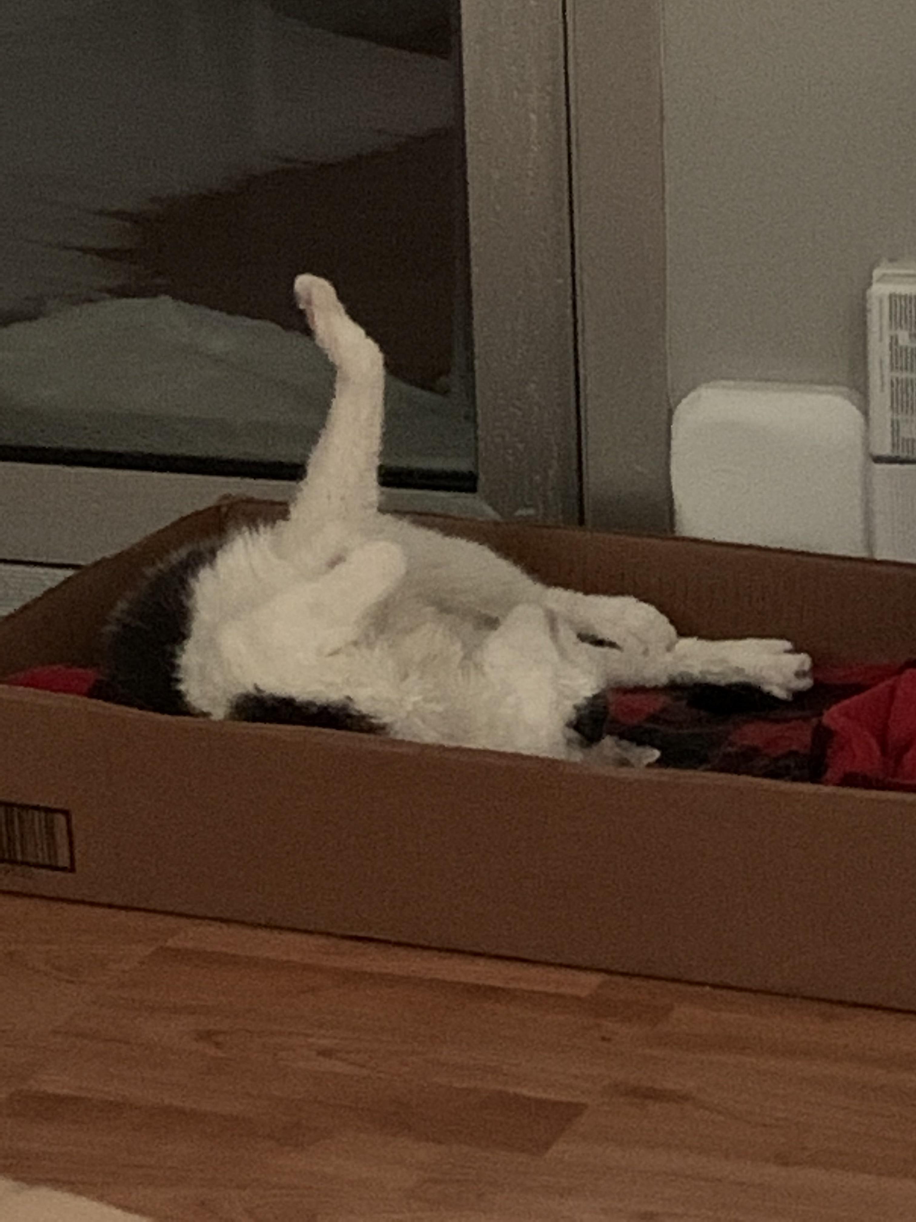 May I present, Sir Darwin Charles. | Scrolller