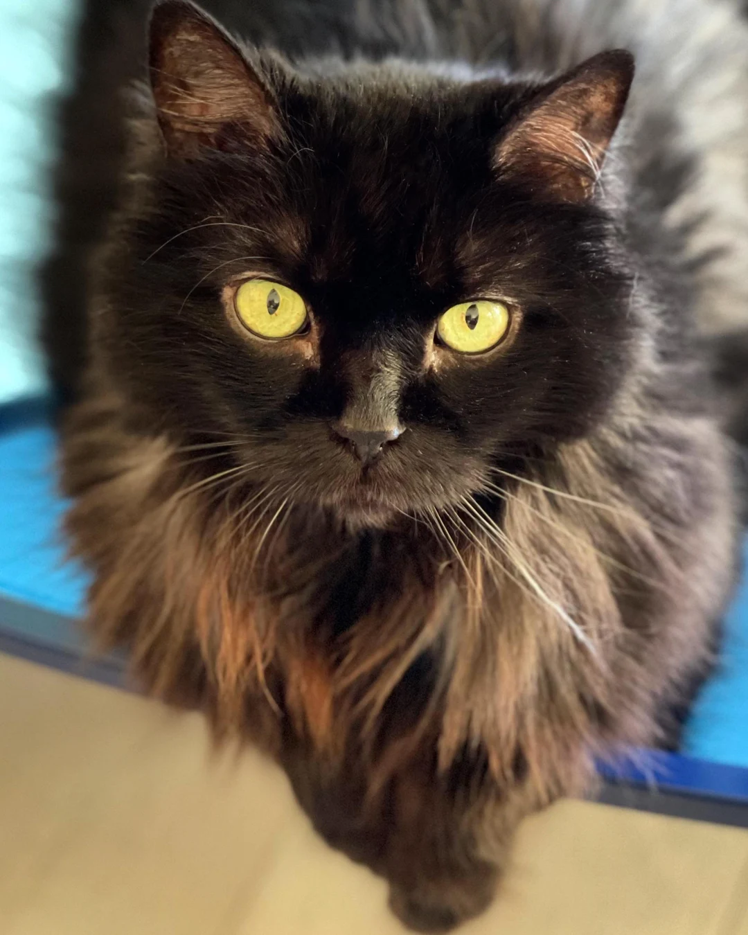 My floofy Shorty | Scrolller