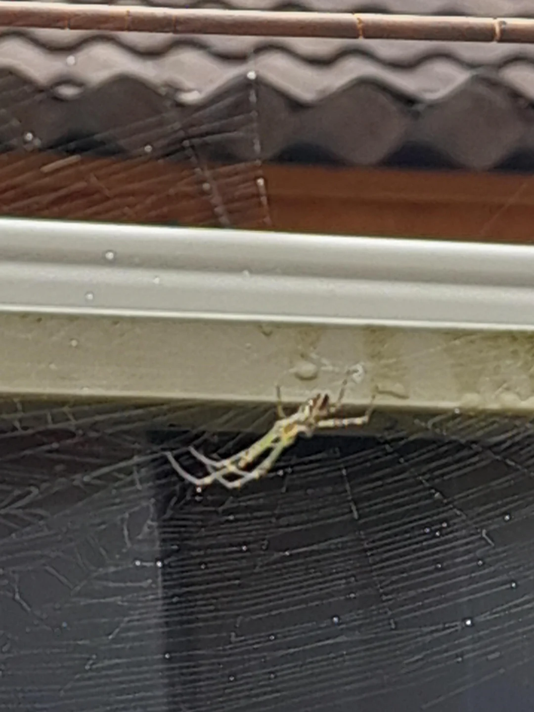 WTF what is this spider?????? | Scrolller