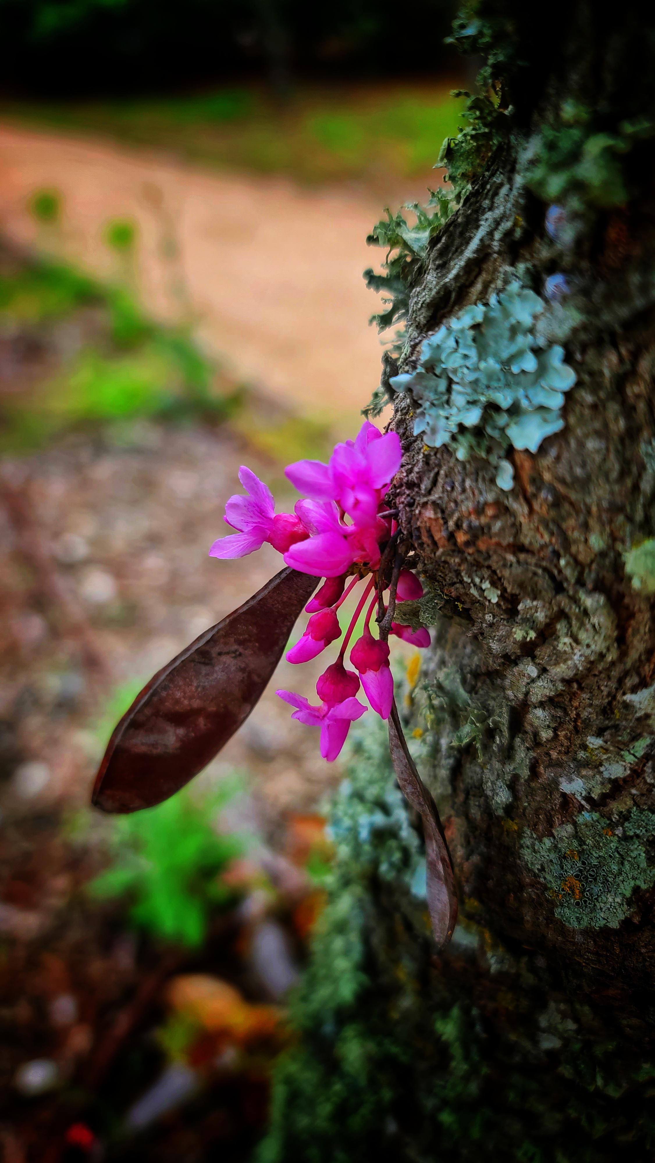Discover more like MostBeautiful: Redbud Blooming [OC] and Related Content | Scrolller