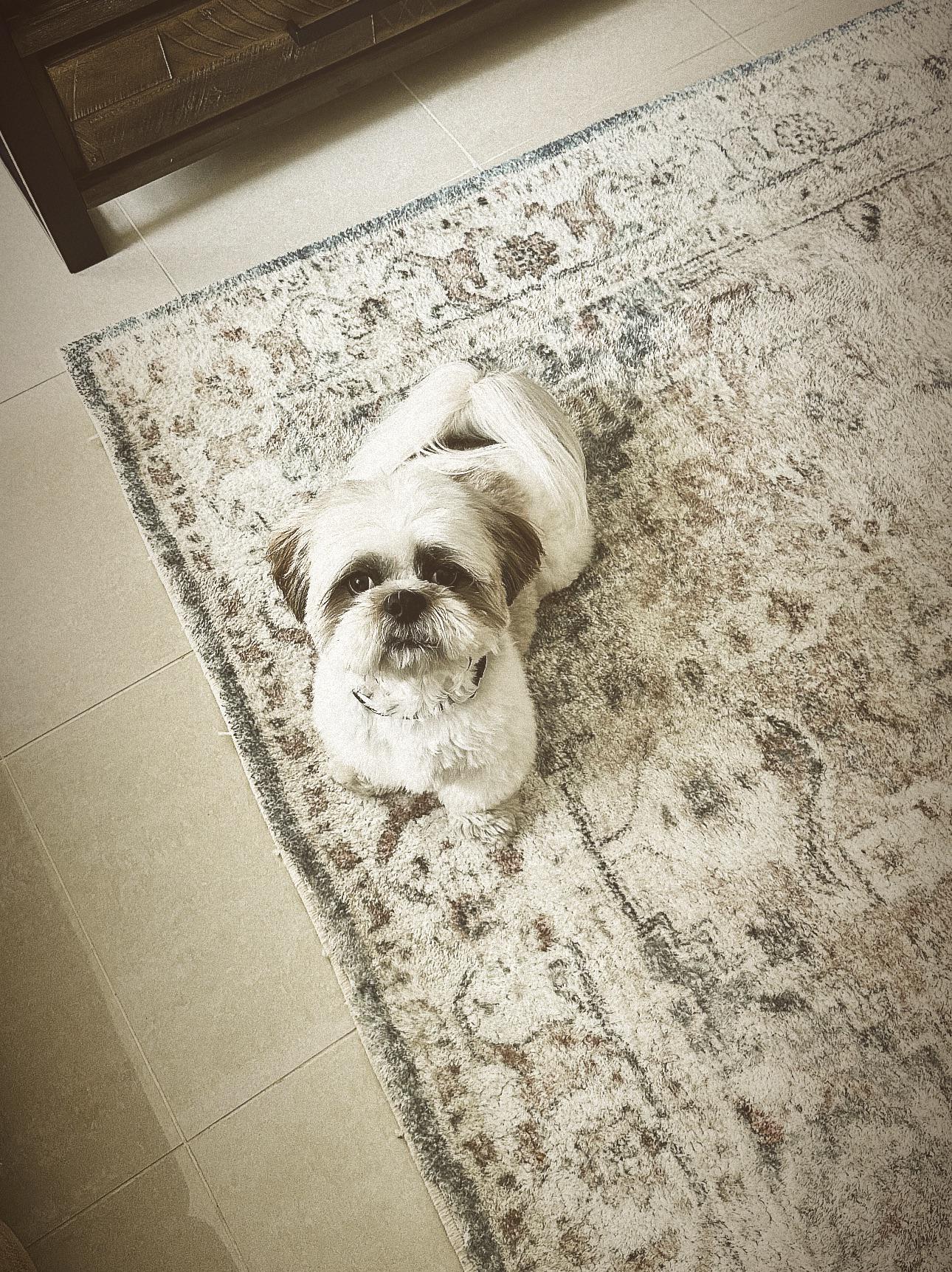 Milo is the polar opposite of Seixo - his tongue is never out! 🤣 | Scrolller