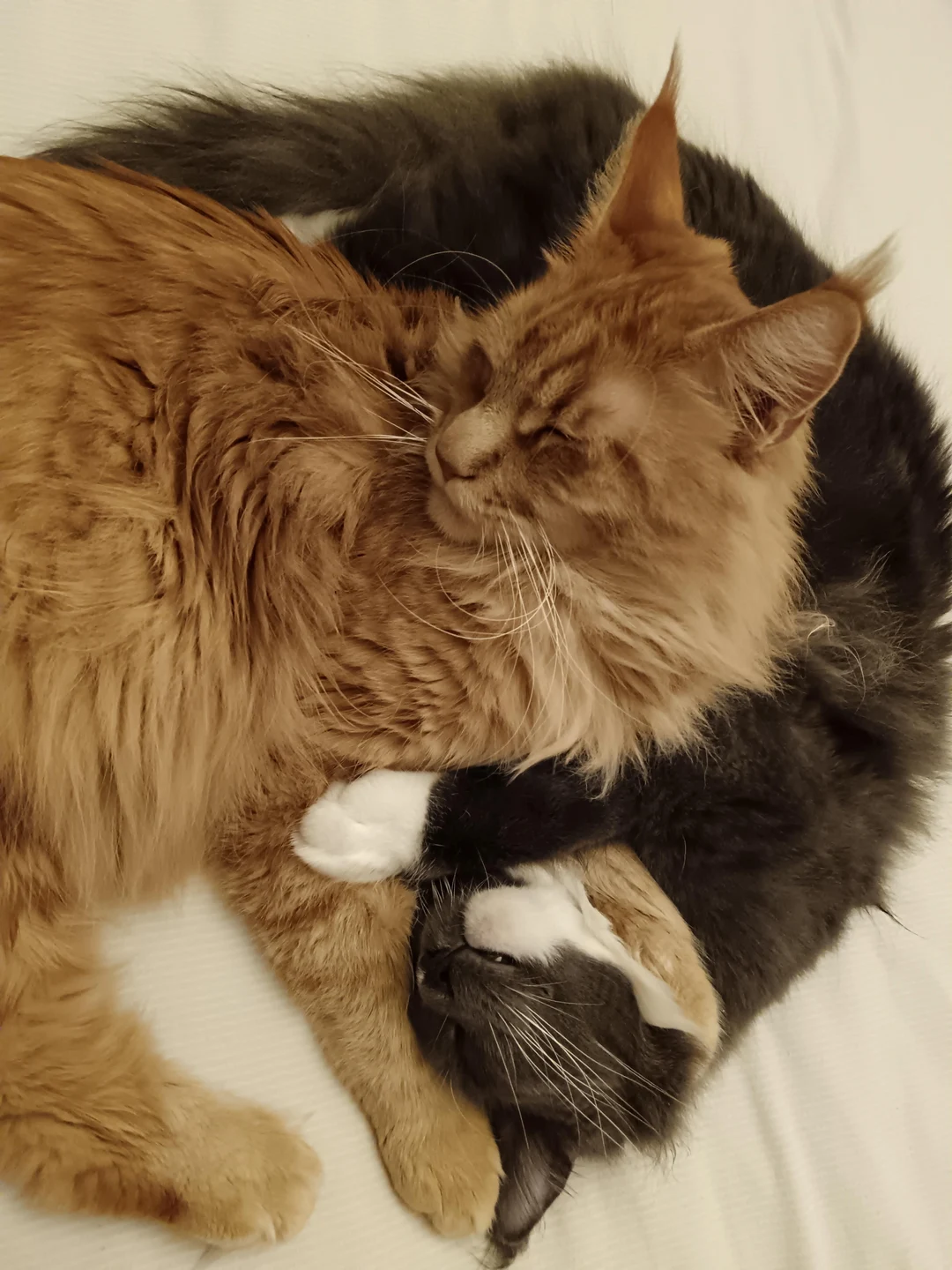 Cuddling coons | Scrolller