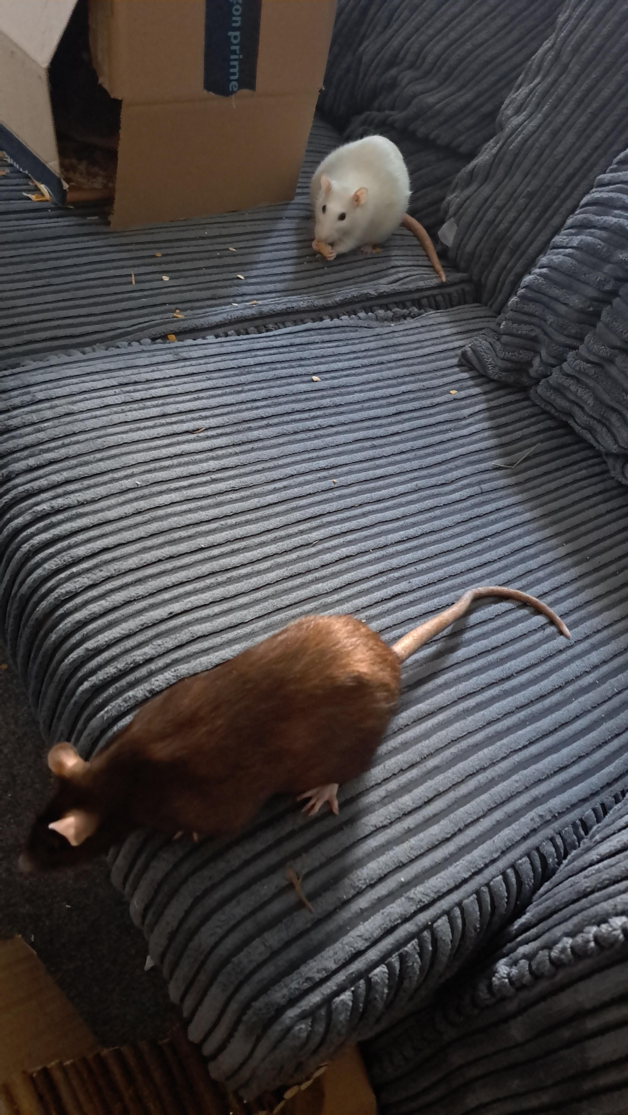 Let's play: how many crumbs can we make? | Scrolller