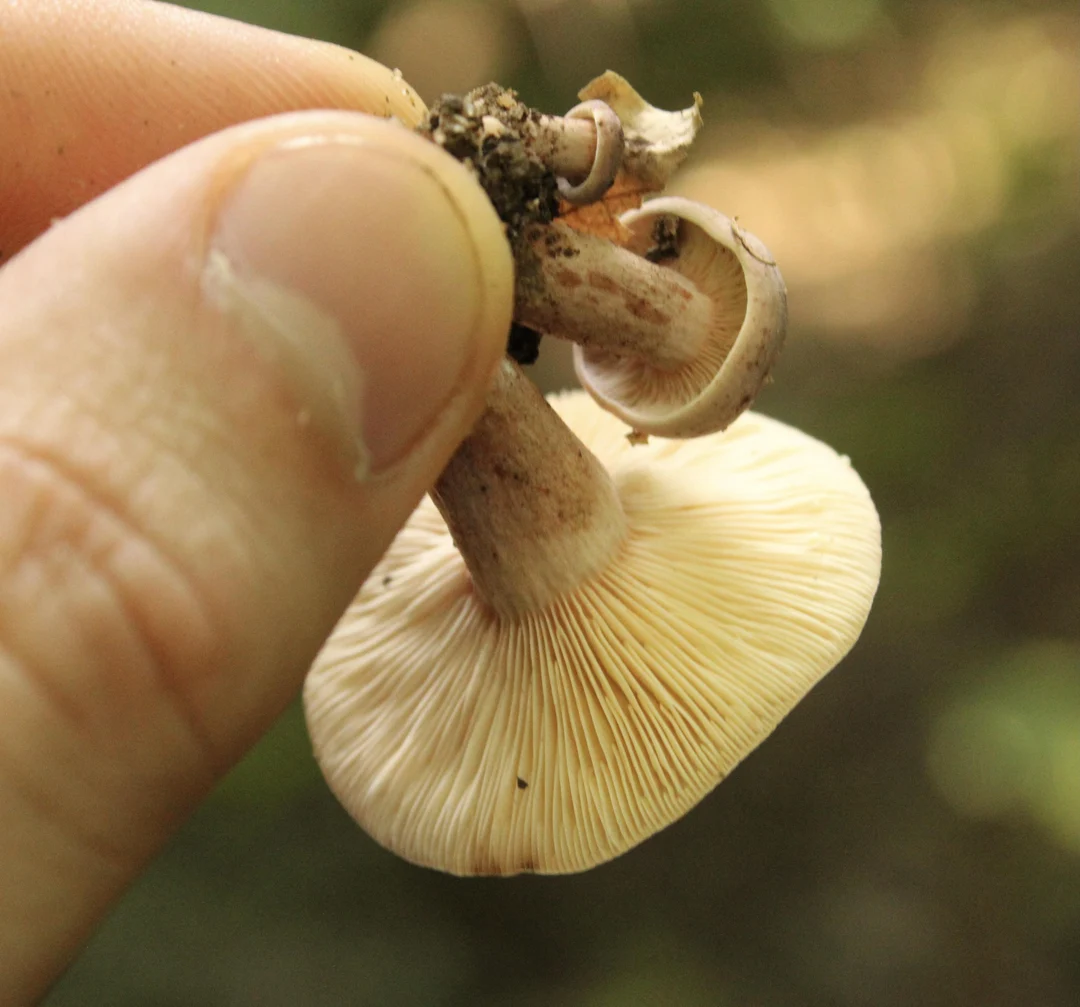 A pinch of mushroom | Scrolller