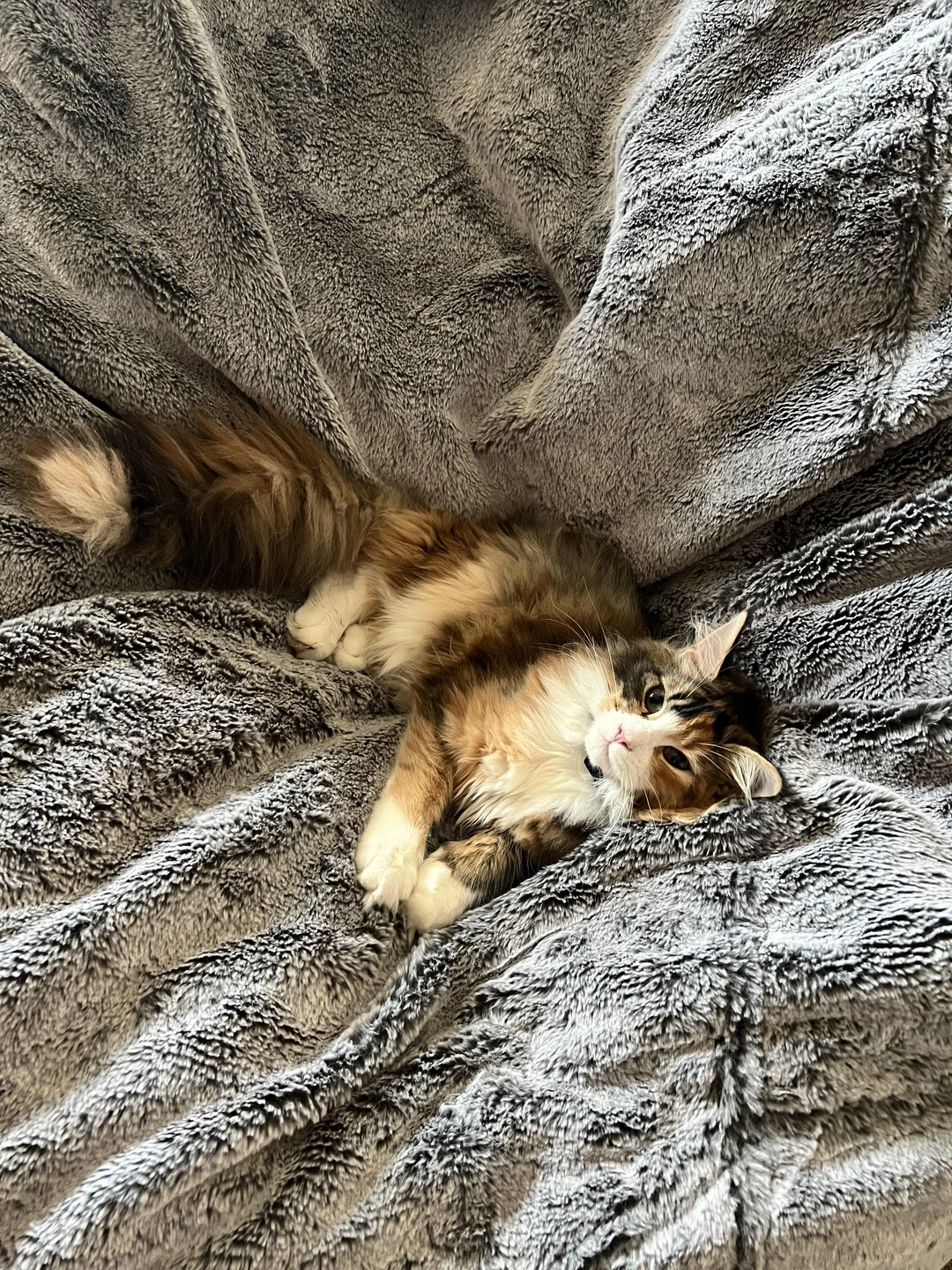 Ember is getting so big. 7 Months. | Scrolller