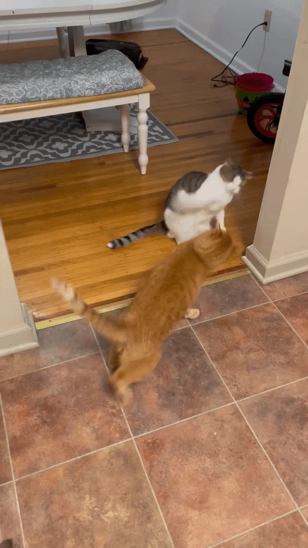 Every time they get fed they get into a spat. Like clockwork. | Scrolller