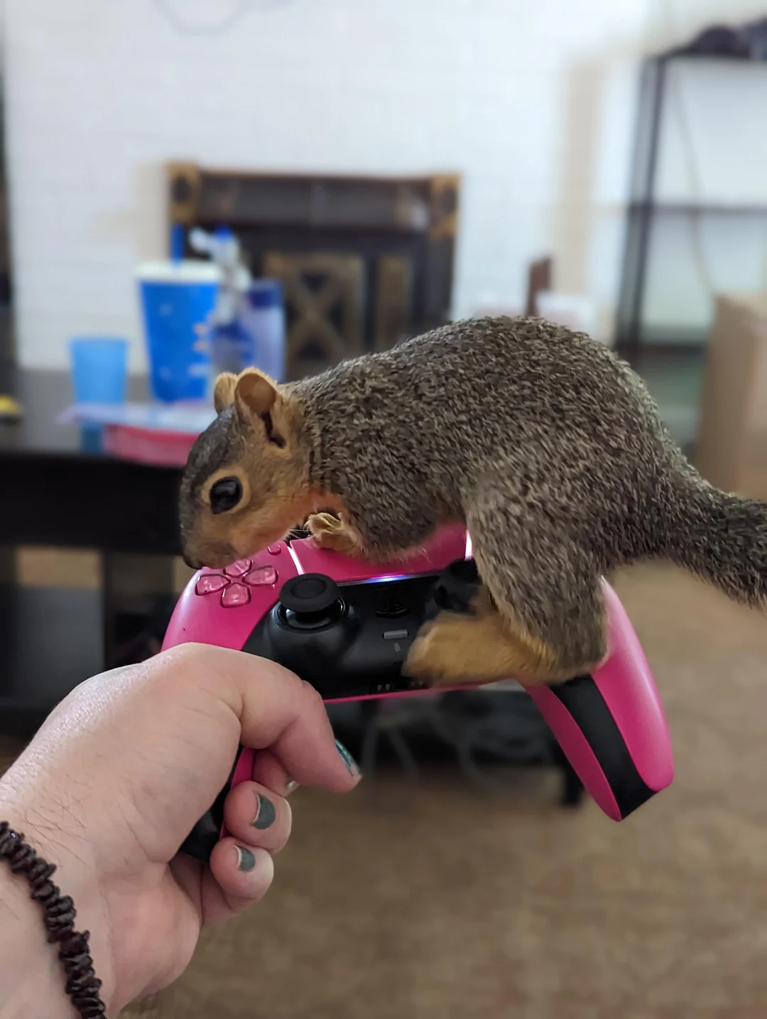 Discover more like Squirrels: I've unlocked a new difficulty setting and Related Content | Scrolller