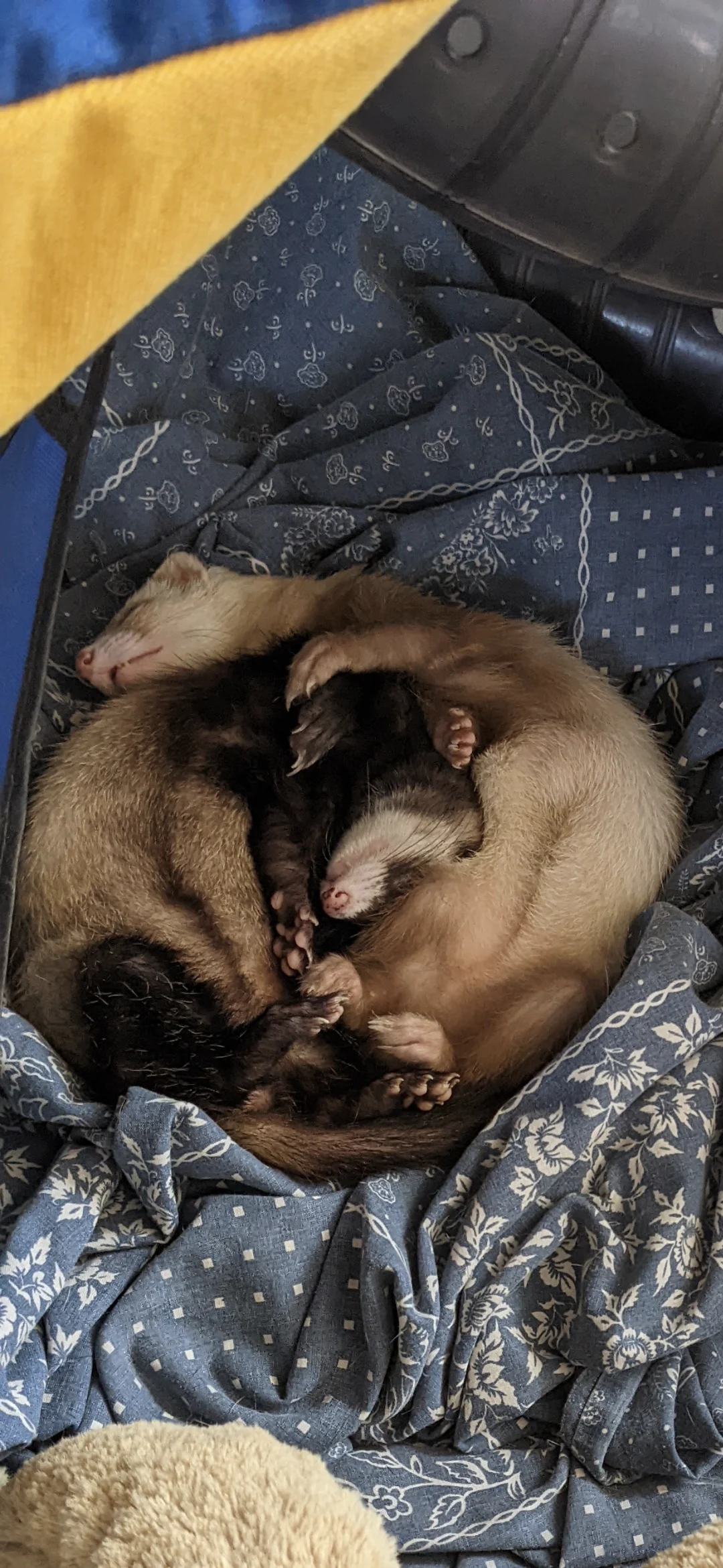 yin and yang | Scrolller