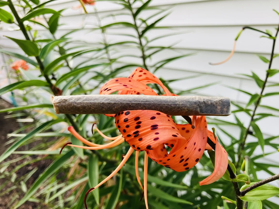 A Fine Specimen :) | Scrolller