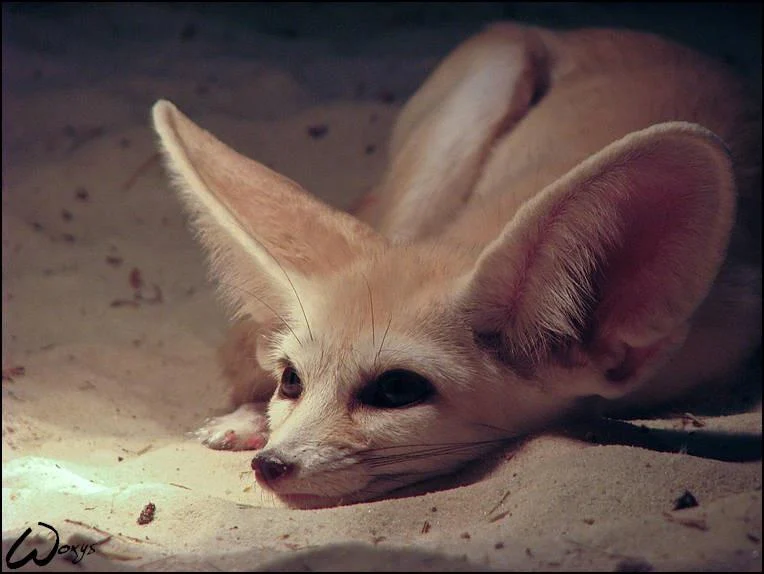 This Fennec Fox | Scrolller