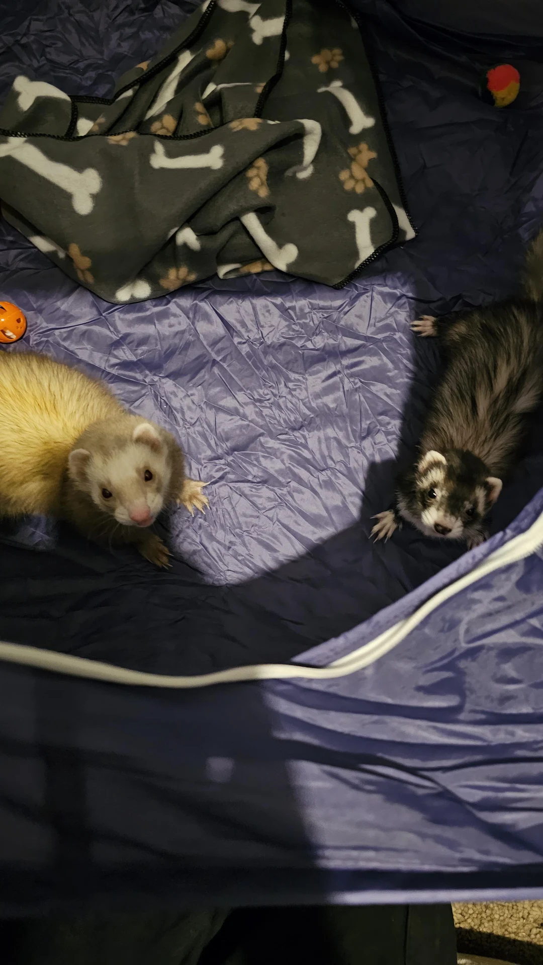 Brand New Ferret Owner! | Scrolller