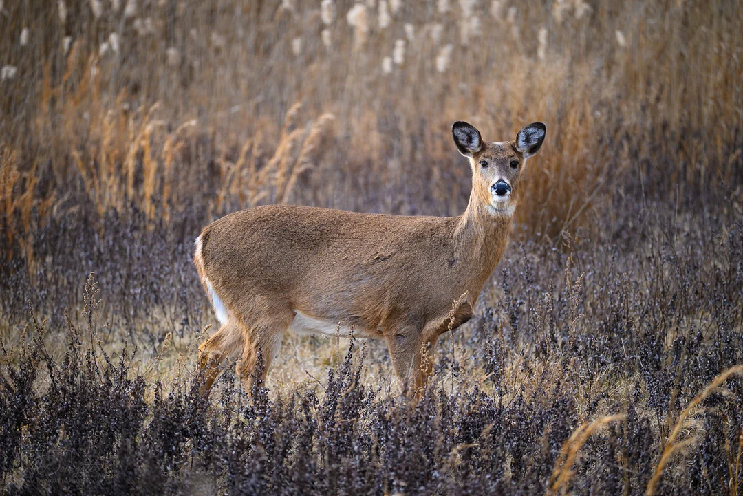 Whitetail doe blending in. | Scrolller
