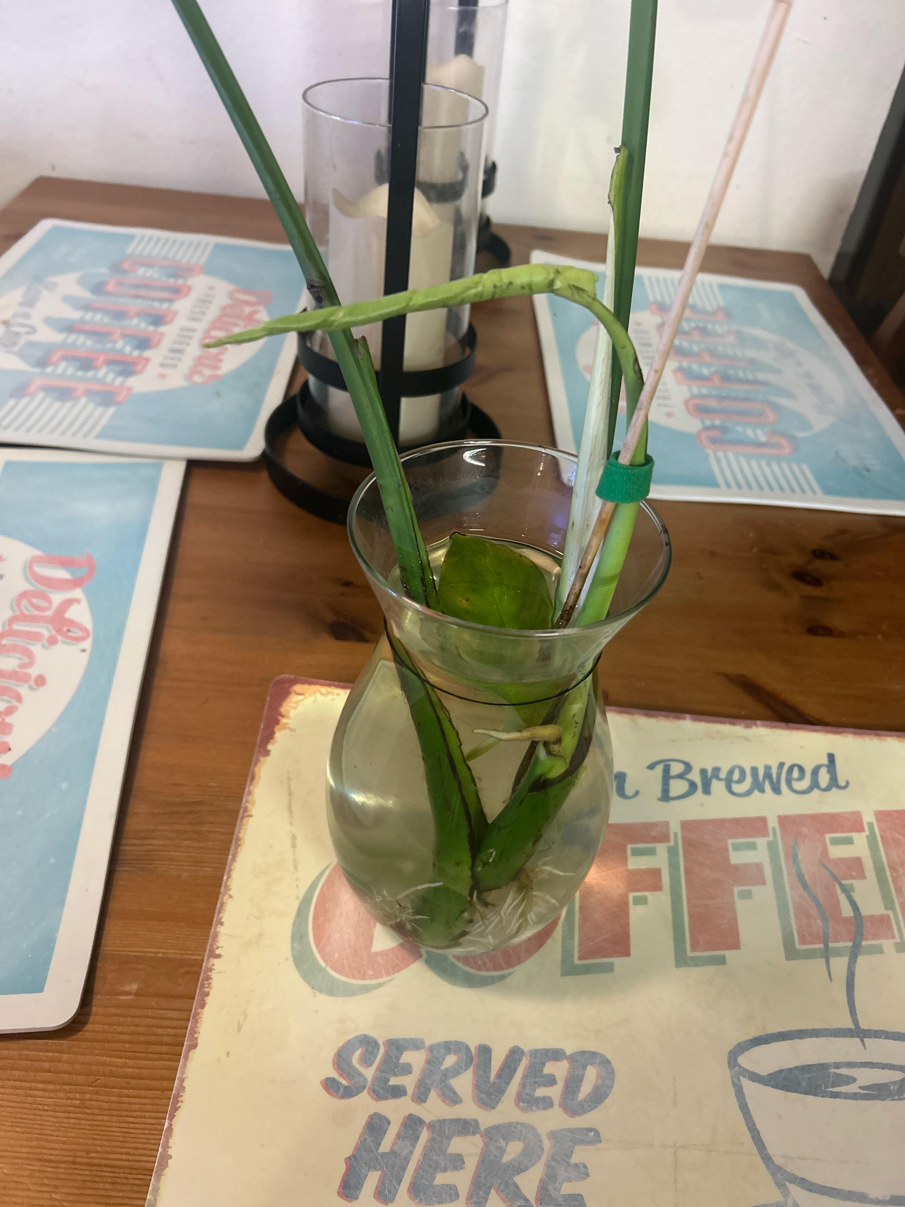 Help!! My monstera is growing sideways | Scrolller