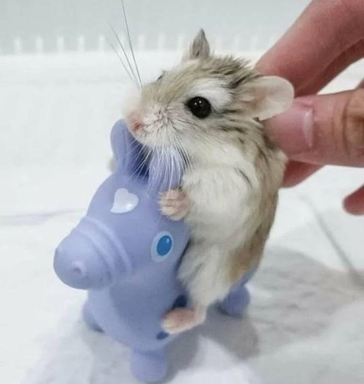 Discover more like Cute: I bet you've never seen a hamster ride so well! >