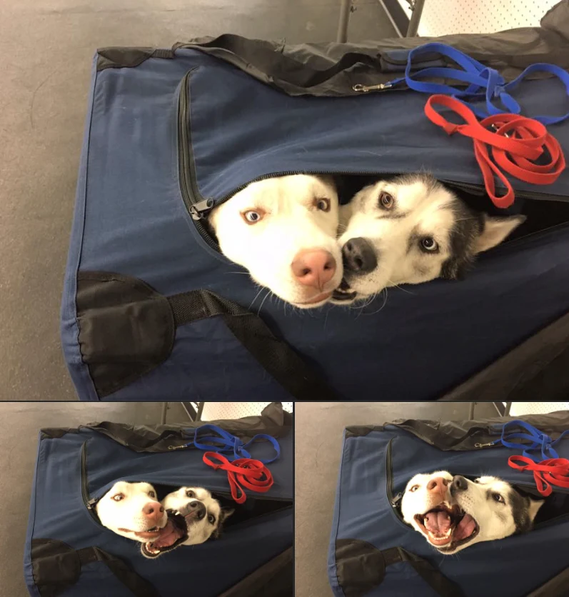 Window to Derp | Scrolller