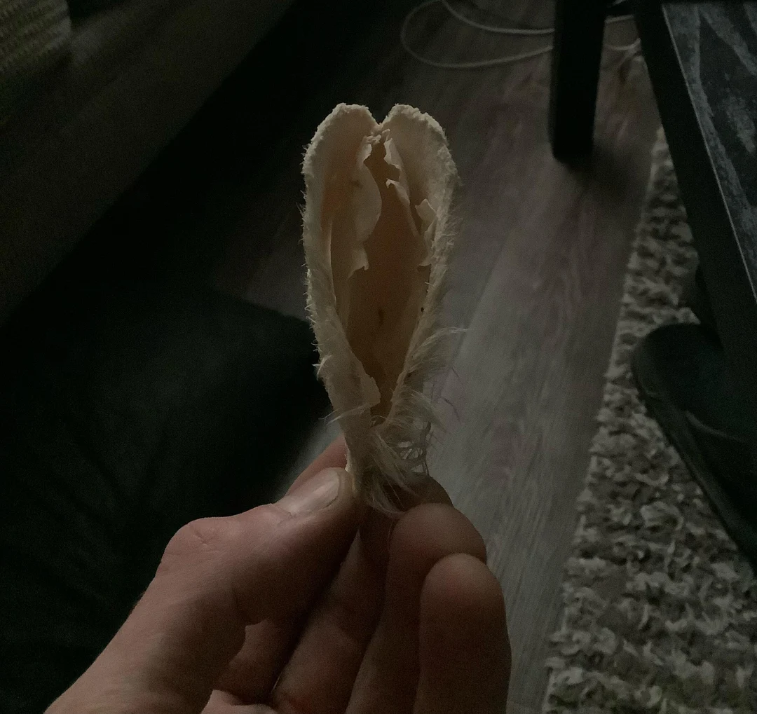 pit of the low hanging fruit (a mango seed) | Scrolller