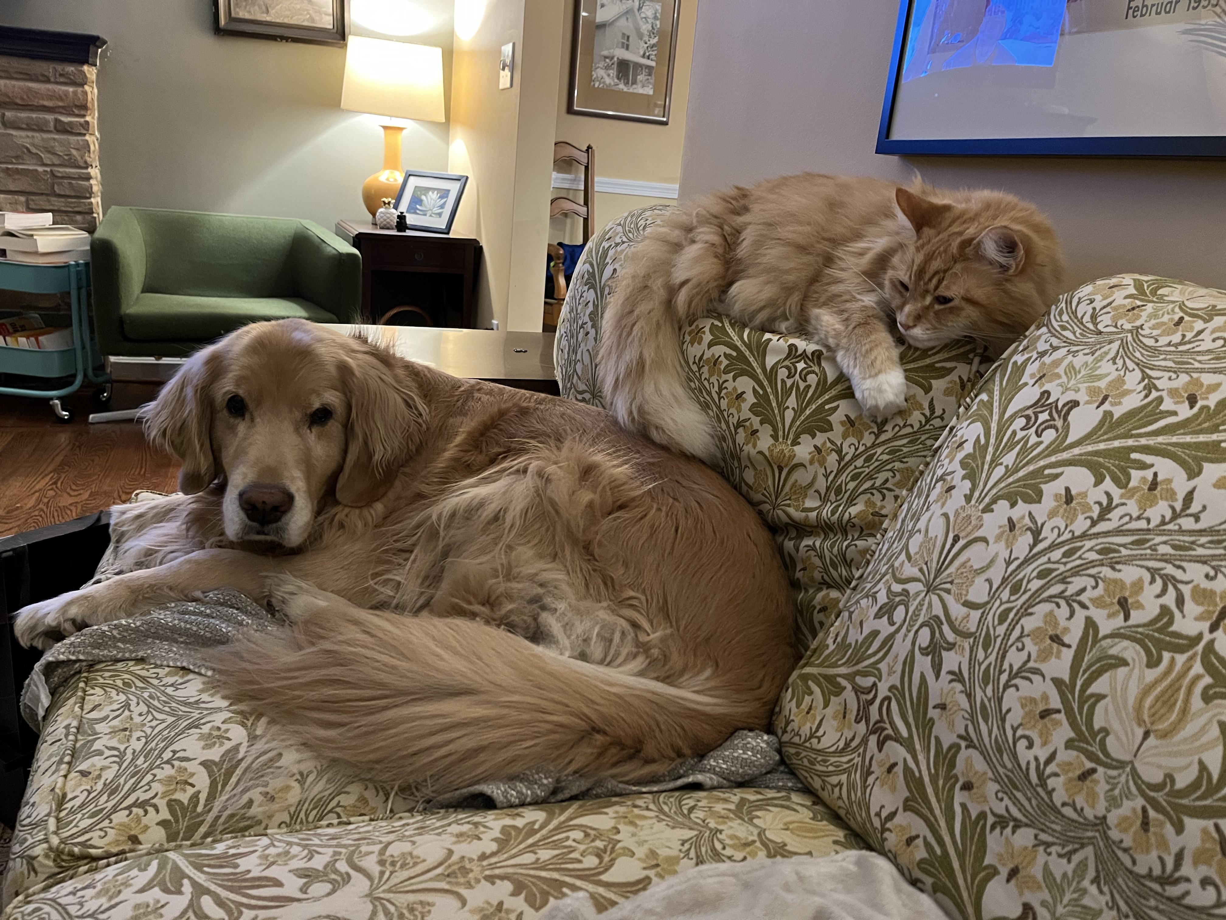 Orange fluff-buddies | Scrolller