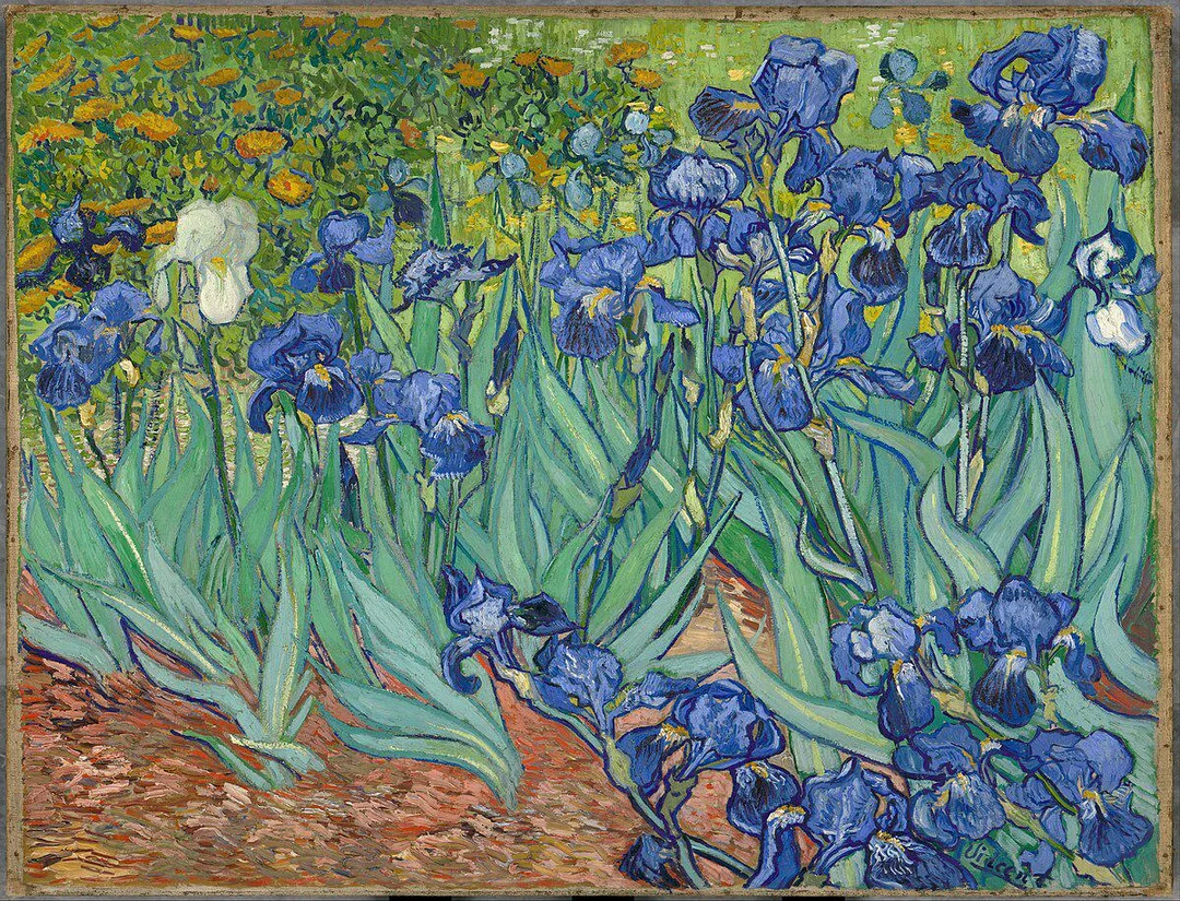 Irises, Vincent van Gogh, Oil, 1889 | Scrolller