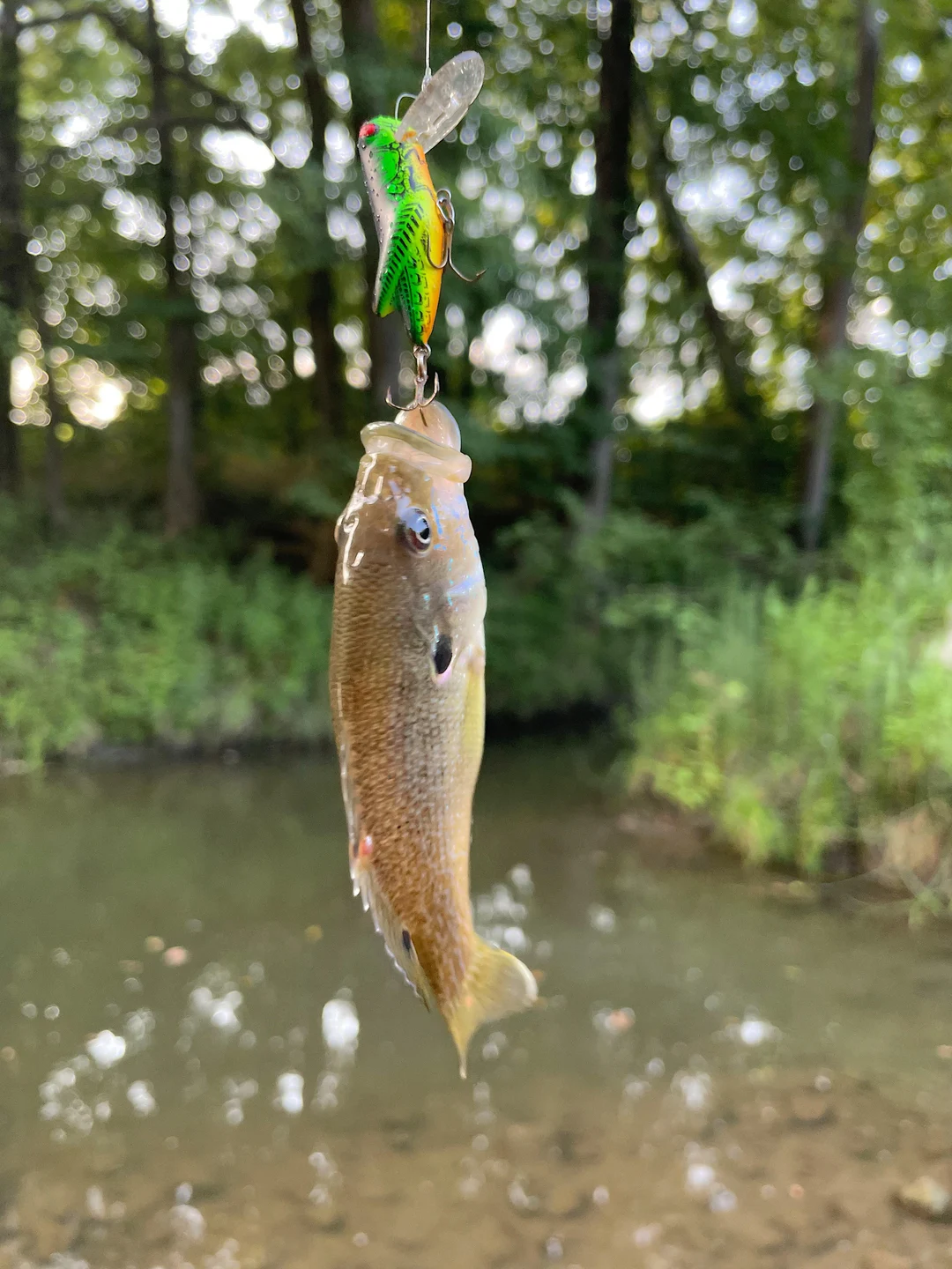 Creek fishing | Scrolller