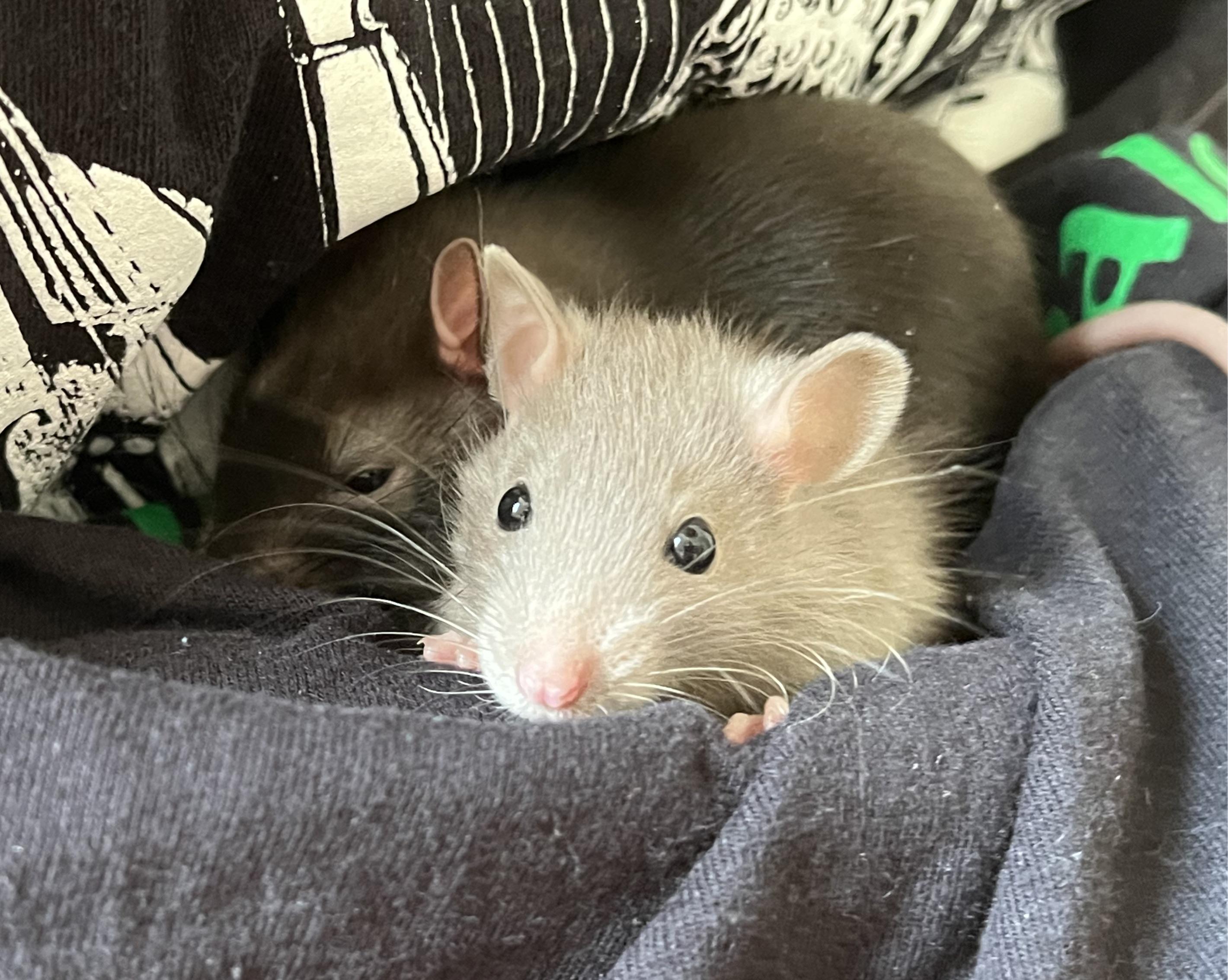 Bebe 🐀 | Scrolller