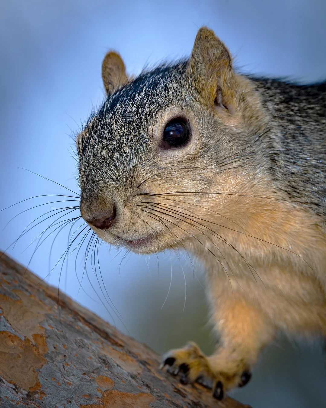 Handsome Squirrel | Scrolller