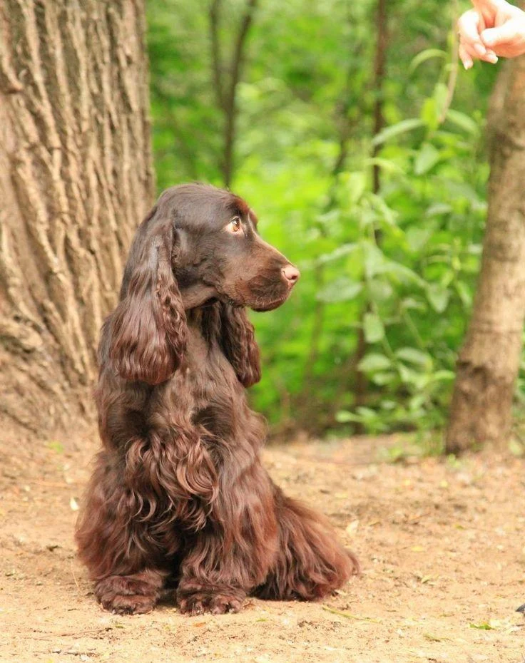 This Cute Cocker Spaniel 🐶 | Scrolller