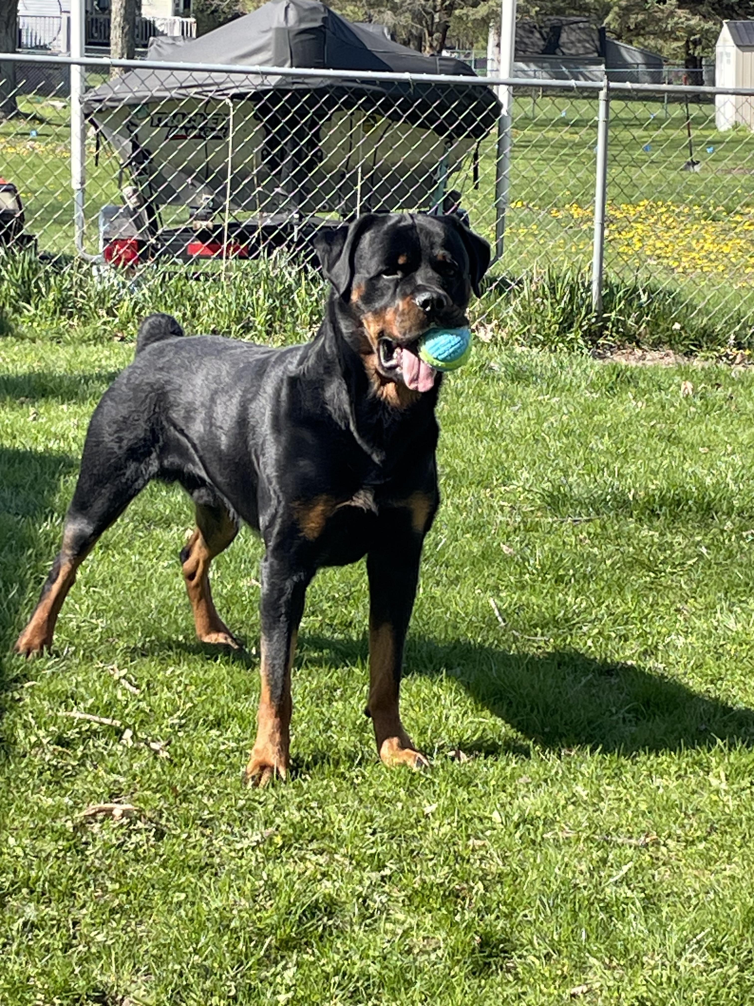 My beautiful boy striking his best pose, he is always on alert lol. | Scrolller