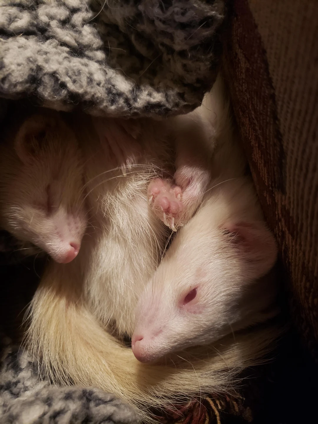 Sleeping next to me while I study | Scrolller