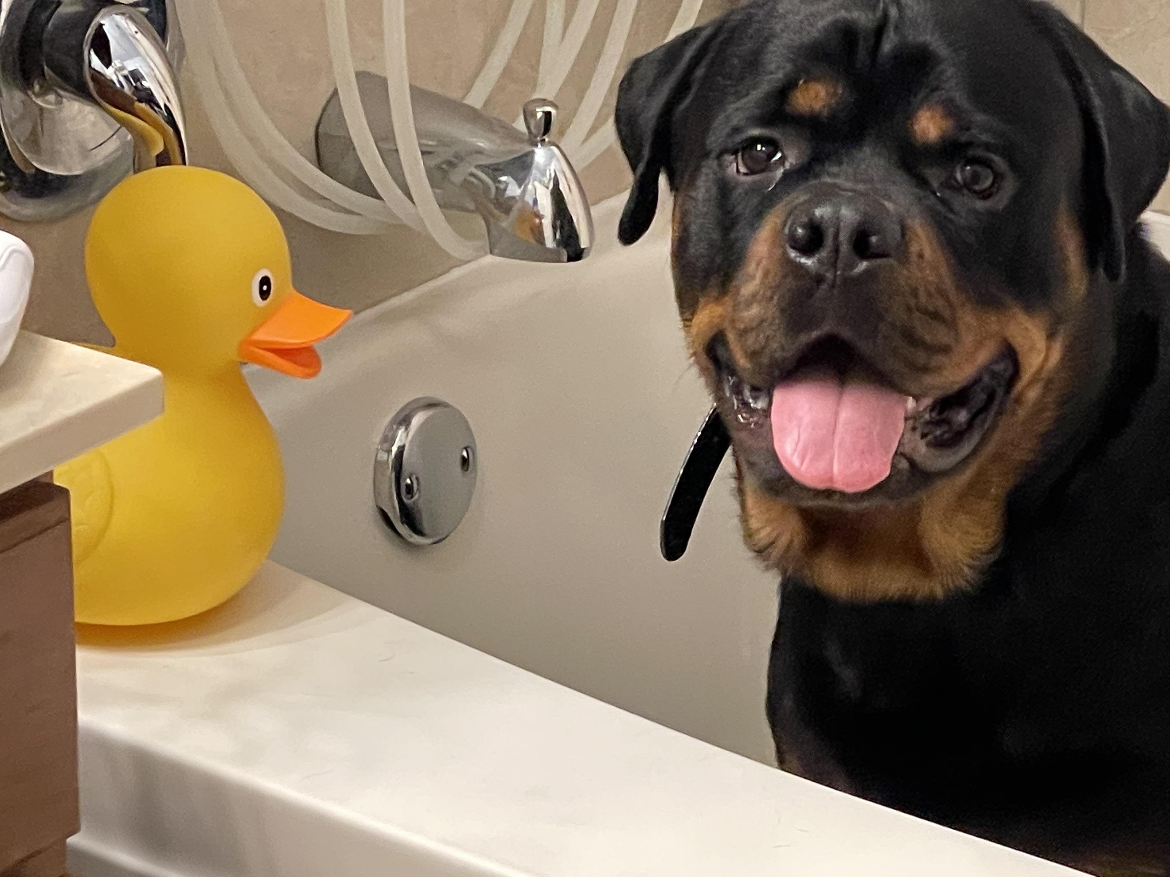 Big duck energy! | Scrolller