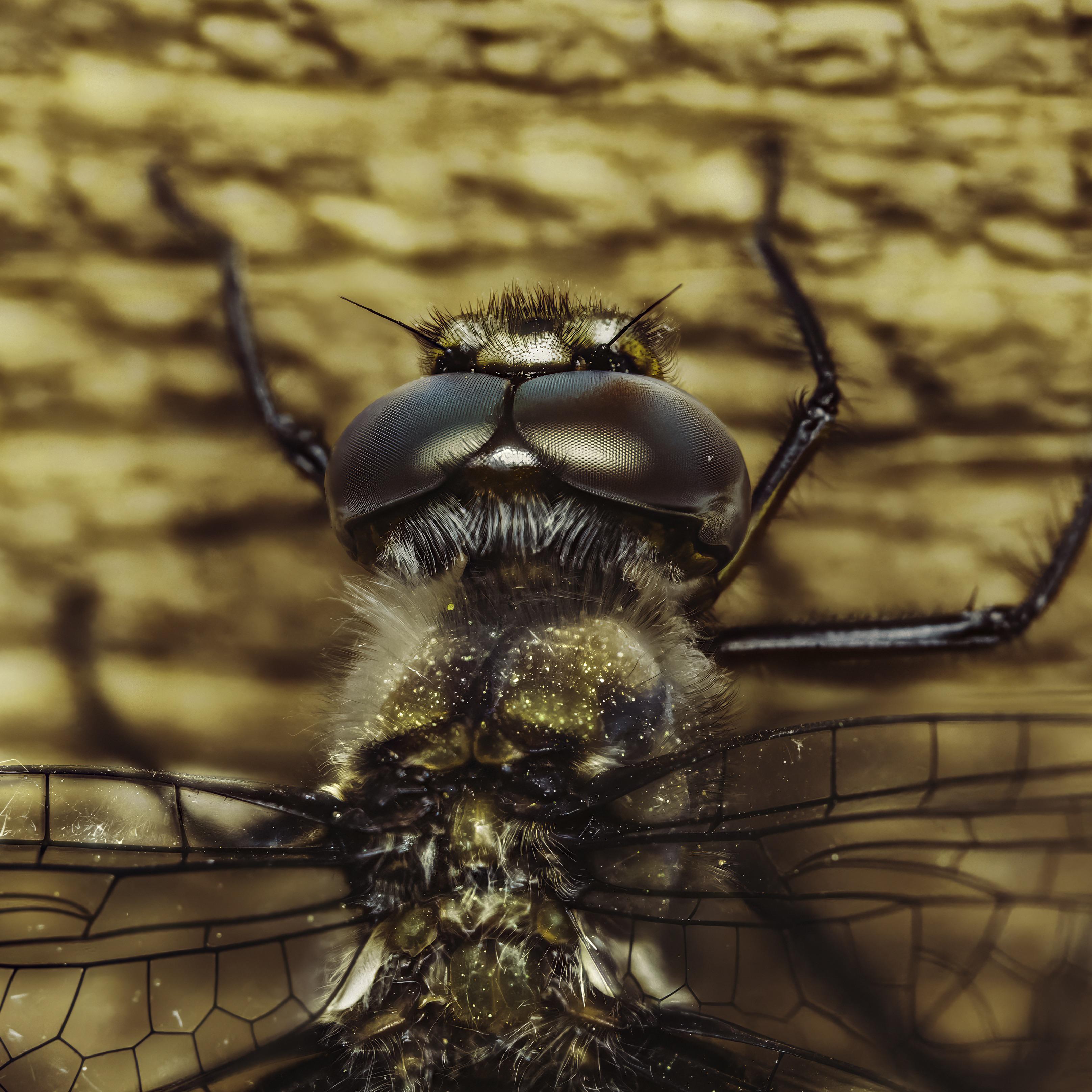 Dragonfly [OC] | Scrolller