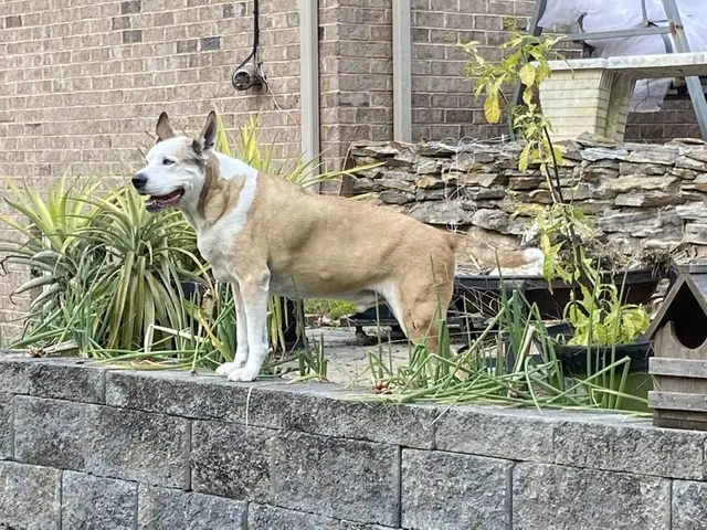 Another angle... of my handsome 3/4 Husky | Scrolller
