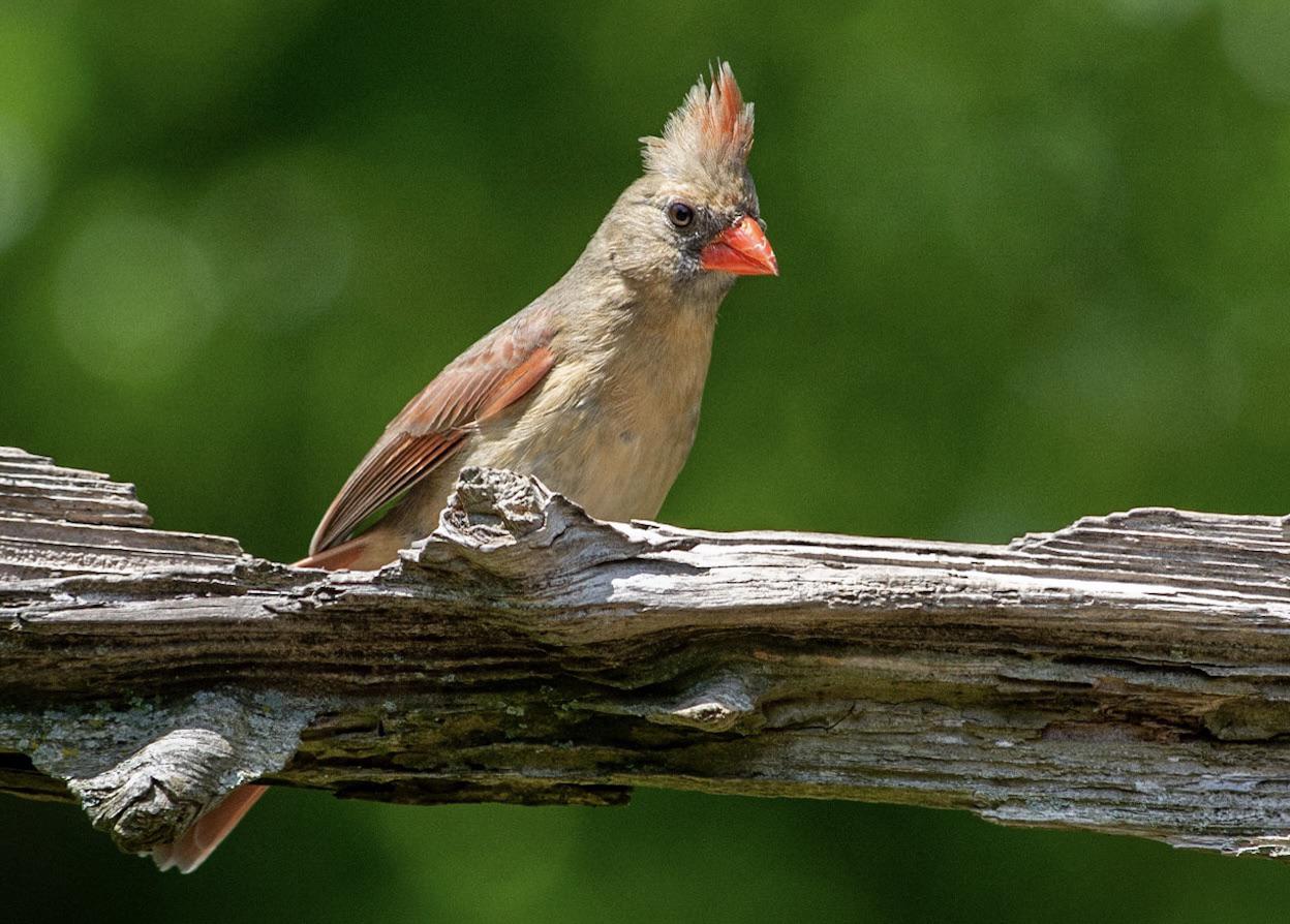 Northern Cardinal | Scrolller