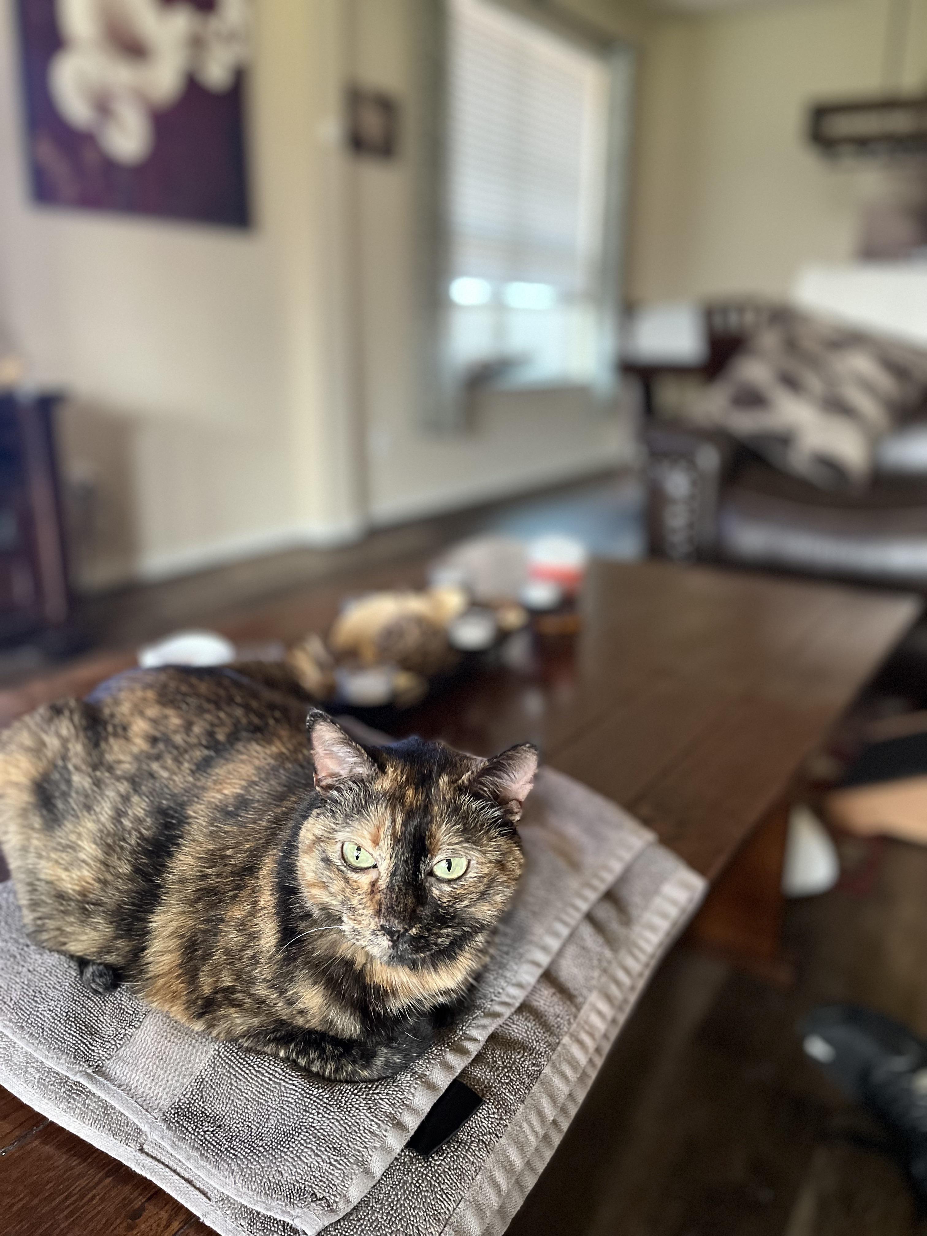 My Beautiful Khaleesi on her cotton throne 🐾 | Scrolller