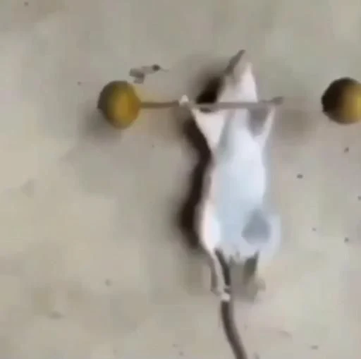 literally gym rat | Scrolller