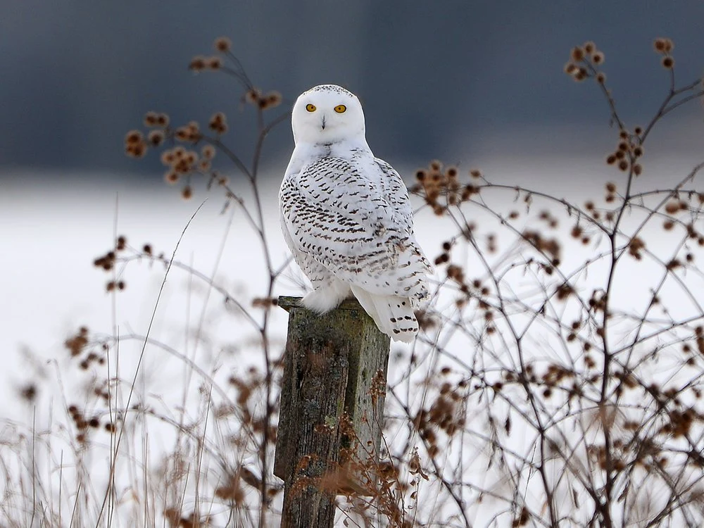 Snowy owl | Scrolller