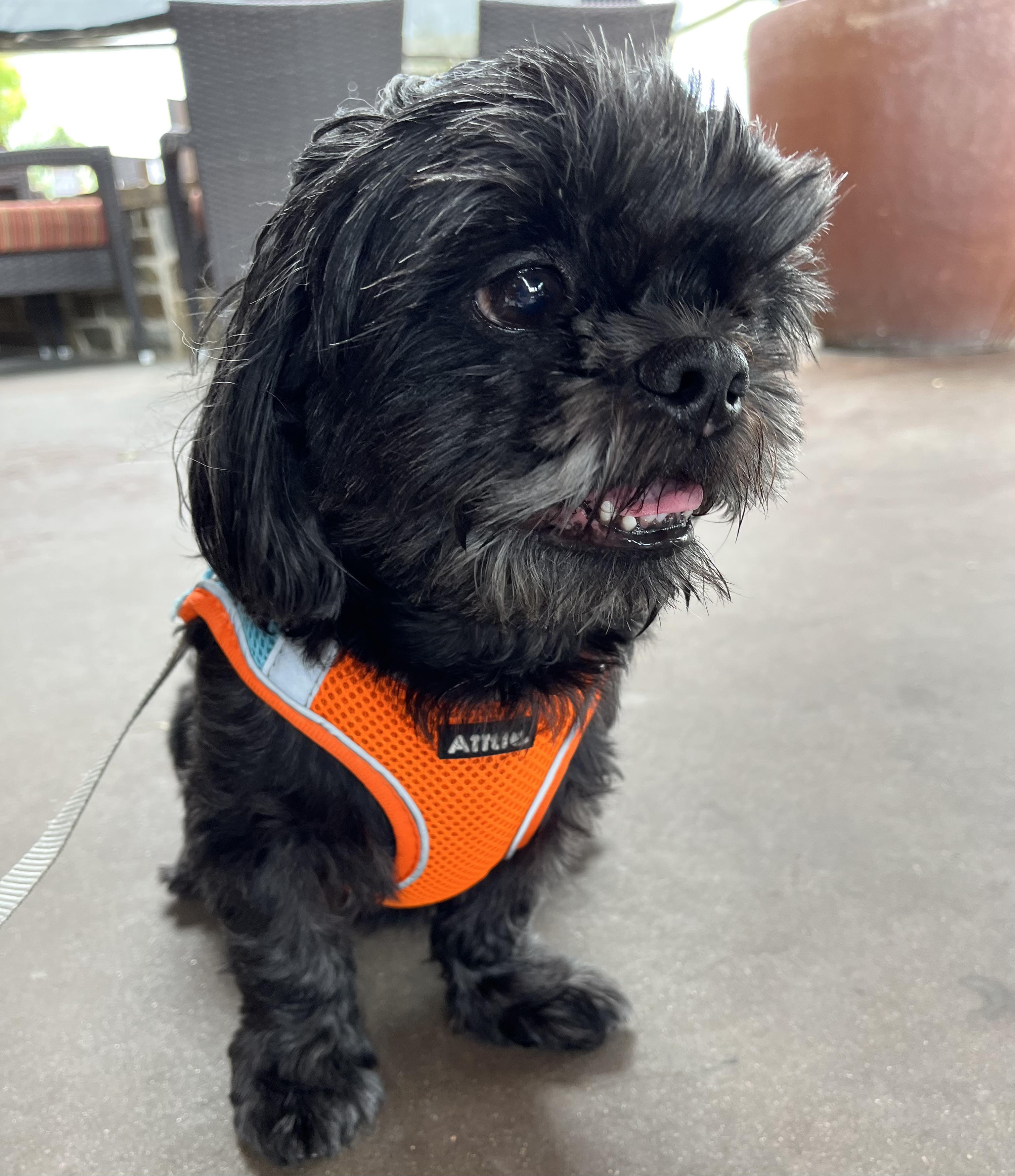 Cesar out at brunch | Scrolller