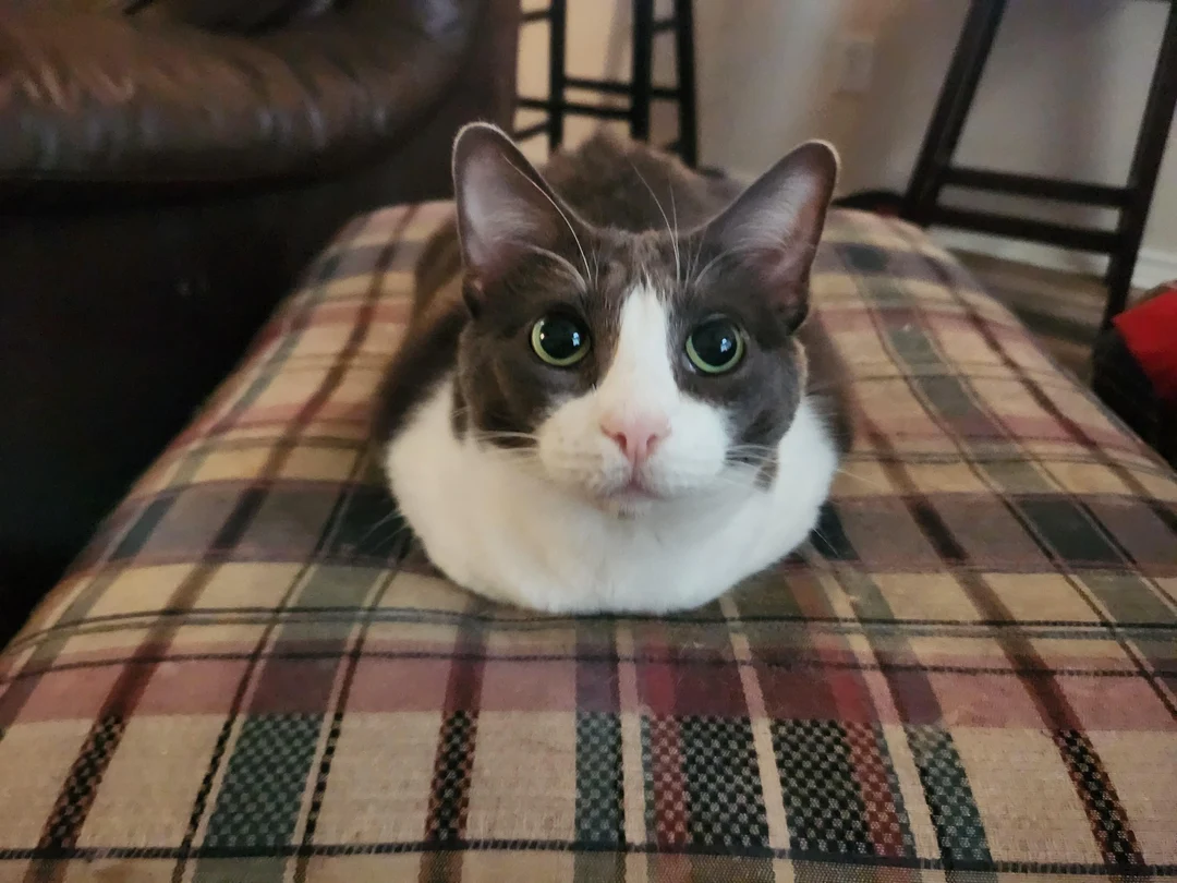 Flower loaf strikes again! | Scrolller