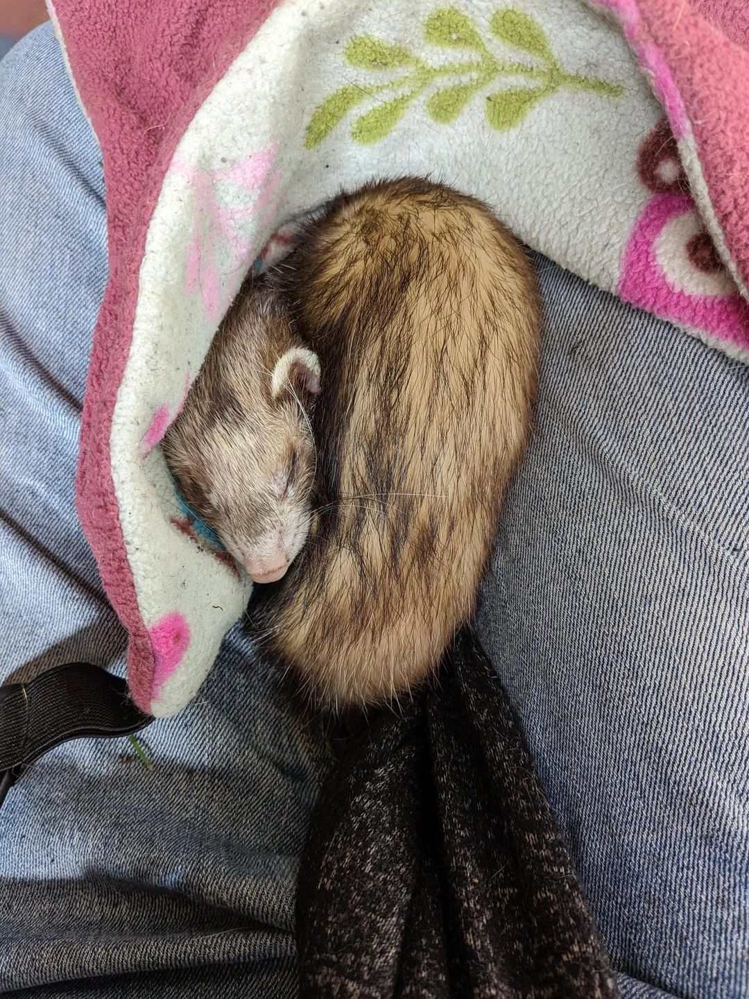 TFW the nervous rescue jill falls asleep in your lap | Scrolller