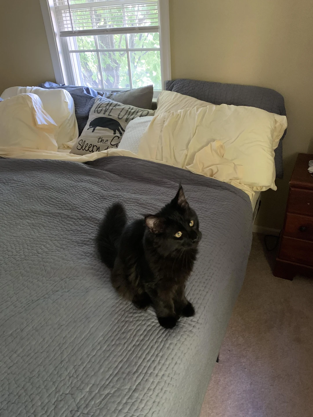 Here’s my Maine coon Binx as of August 14th 2022? | Scrolller